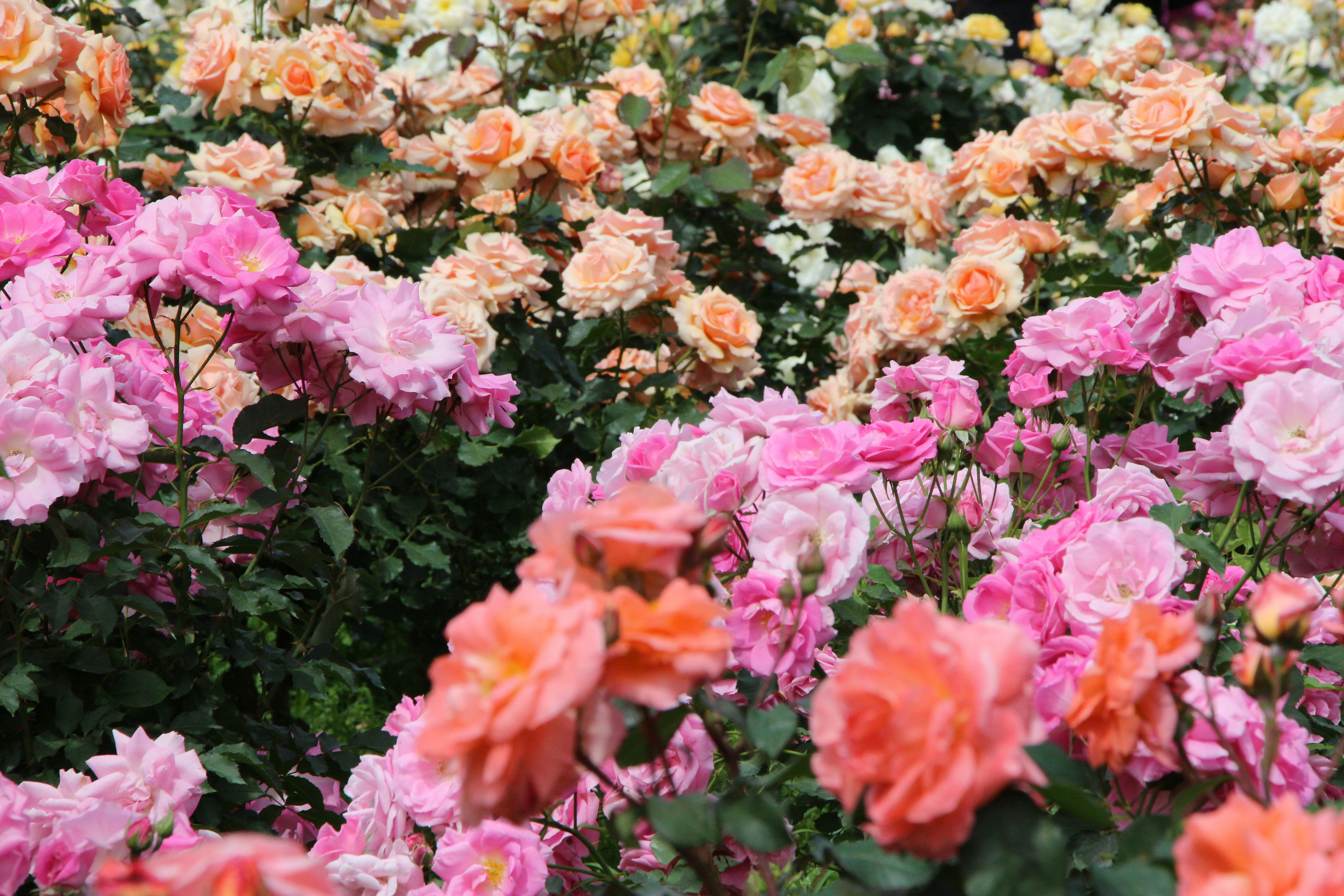 Patchwork of Blushing Roses in a Garden Almanac