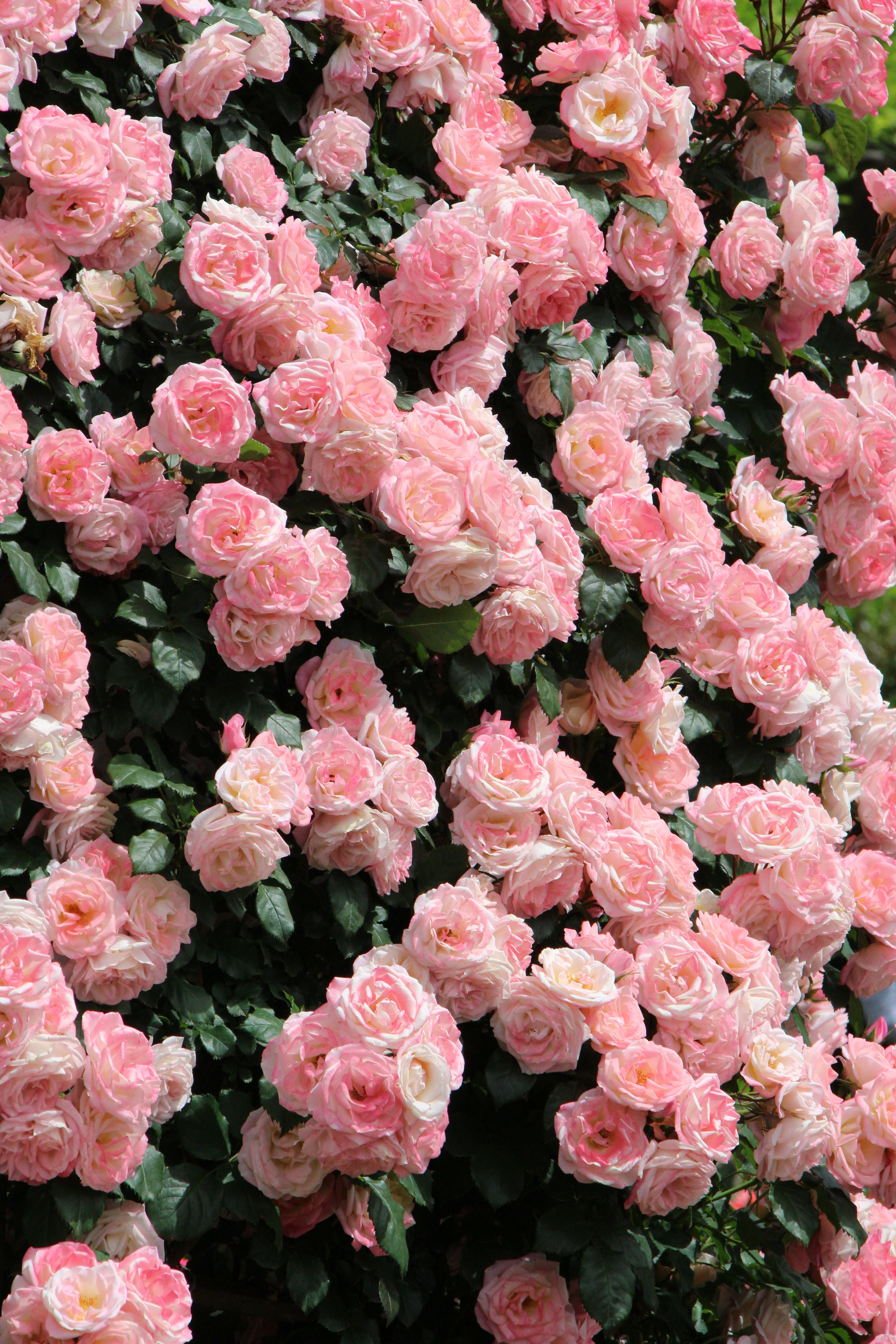 Soft Pink Rose Cascade in Bloom