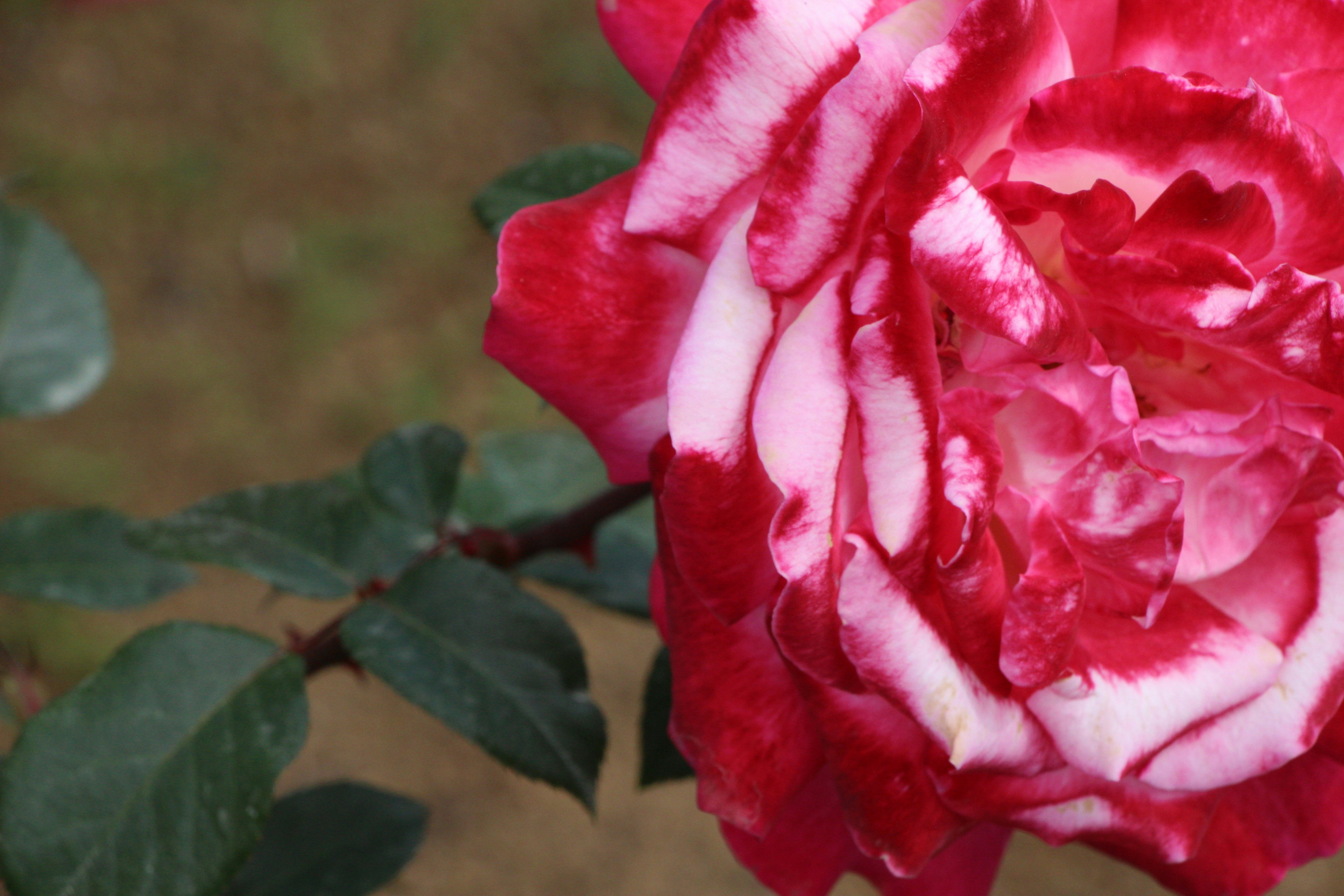Crimson Petals on the Brink of Bloom