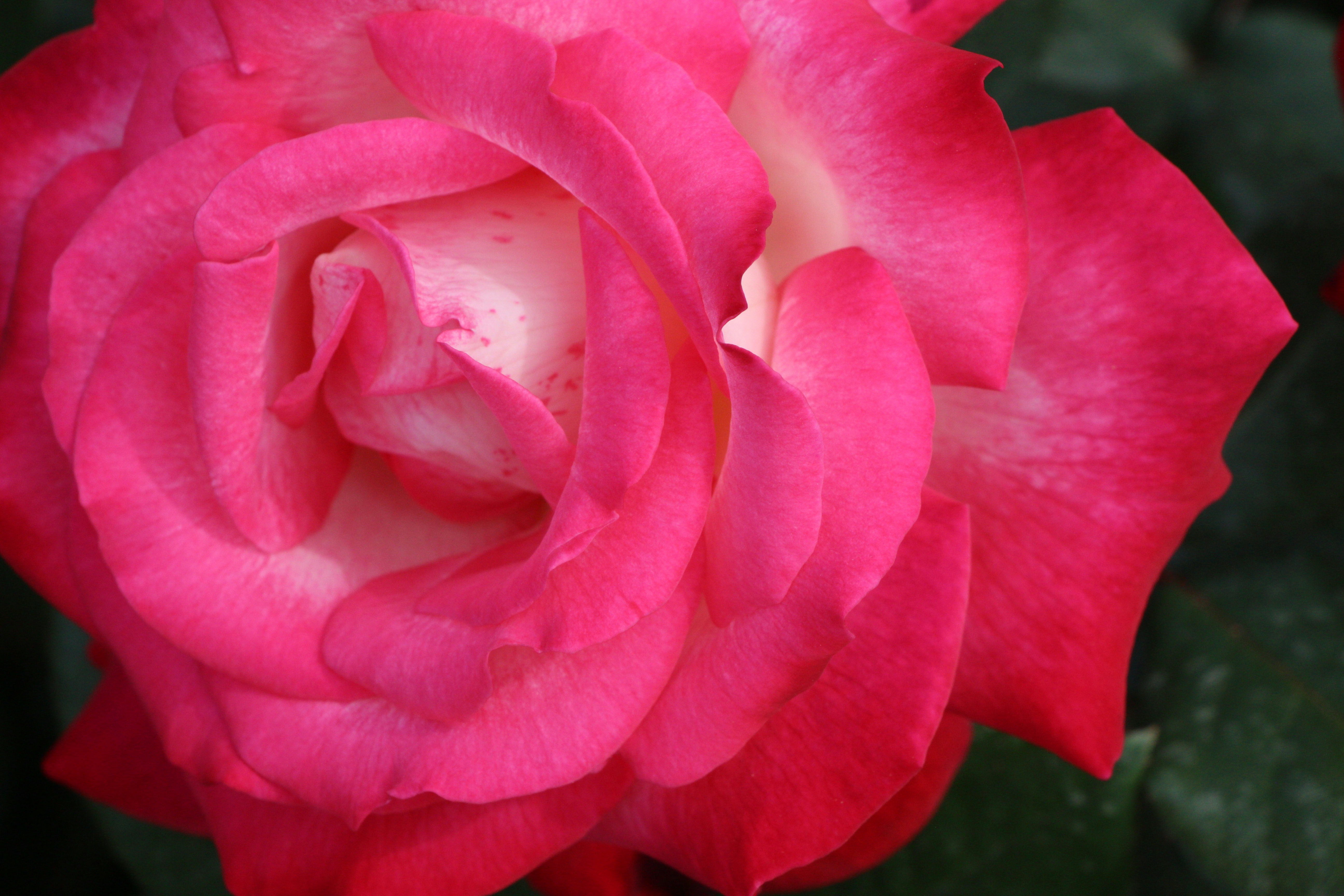 Pink Rose in Velvet Shadow: Close-Up of Bloom's Cadence
