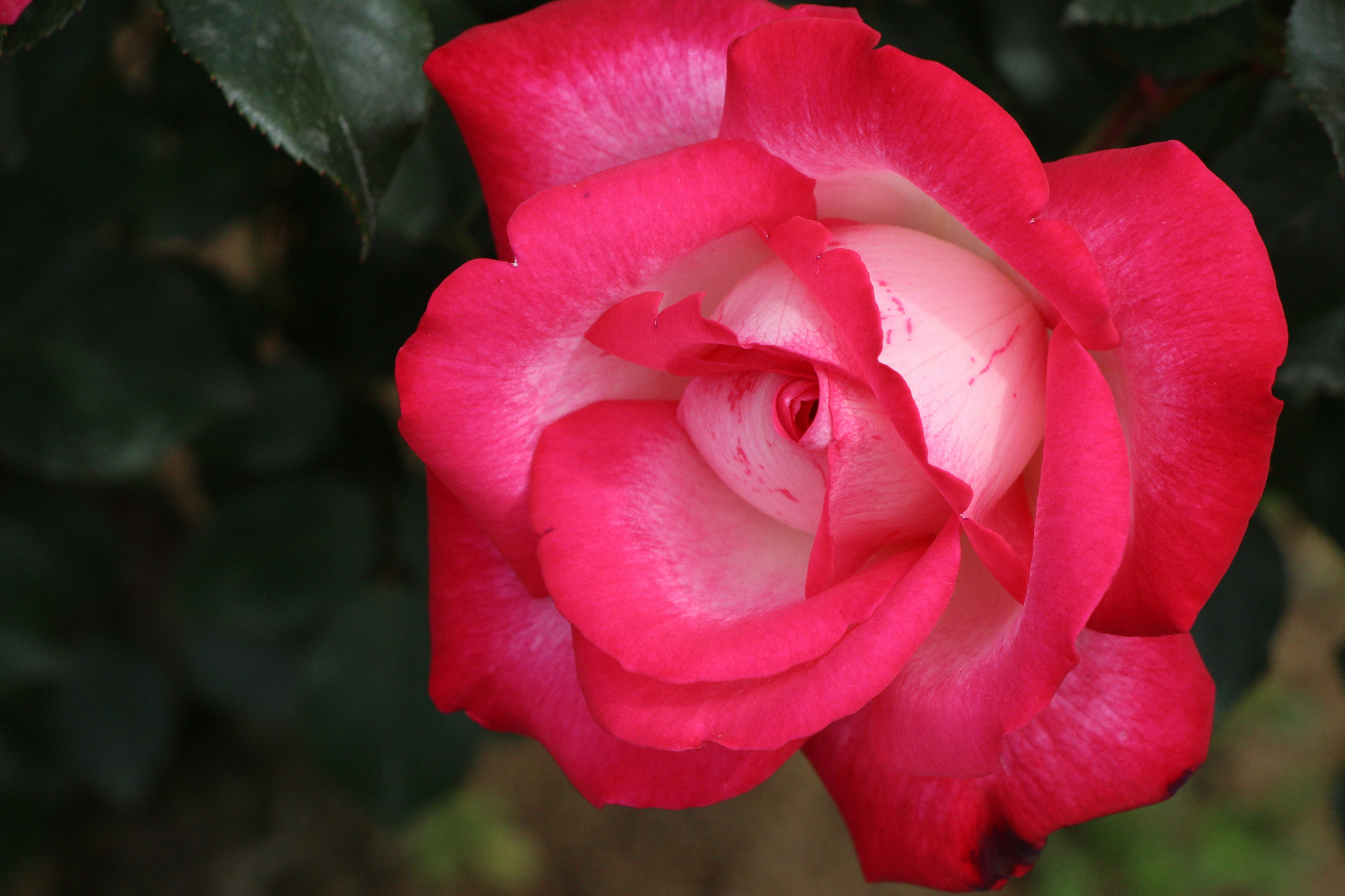 Rosy Vignette: Close-up of a Pink-Edged Bloom