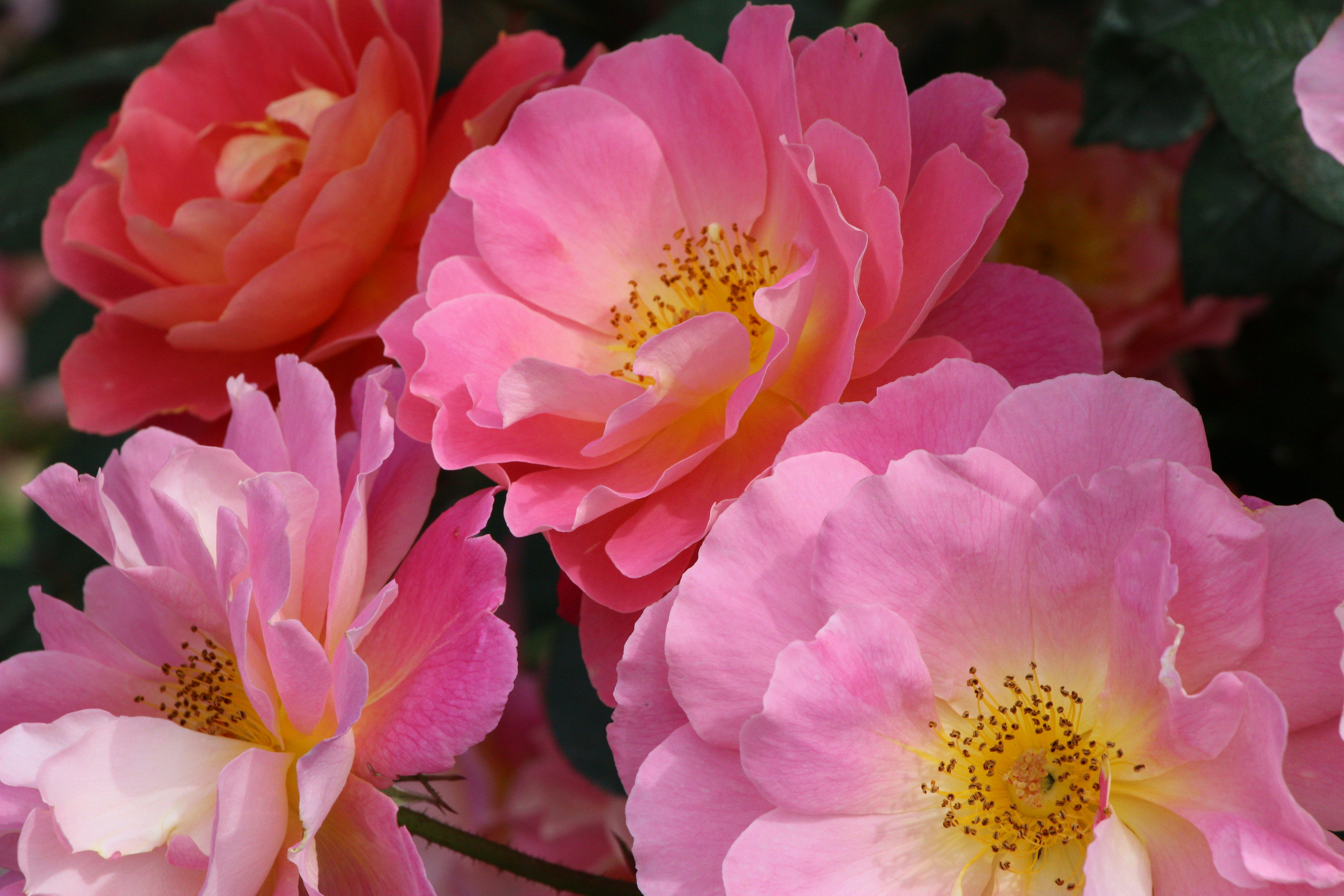 Petal Constellation: A Cluster of Blushing Roses