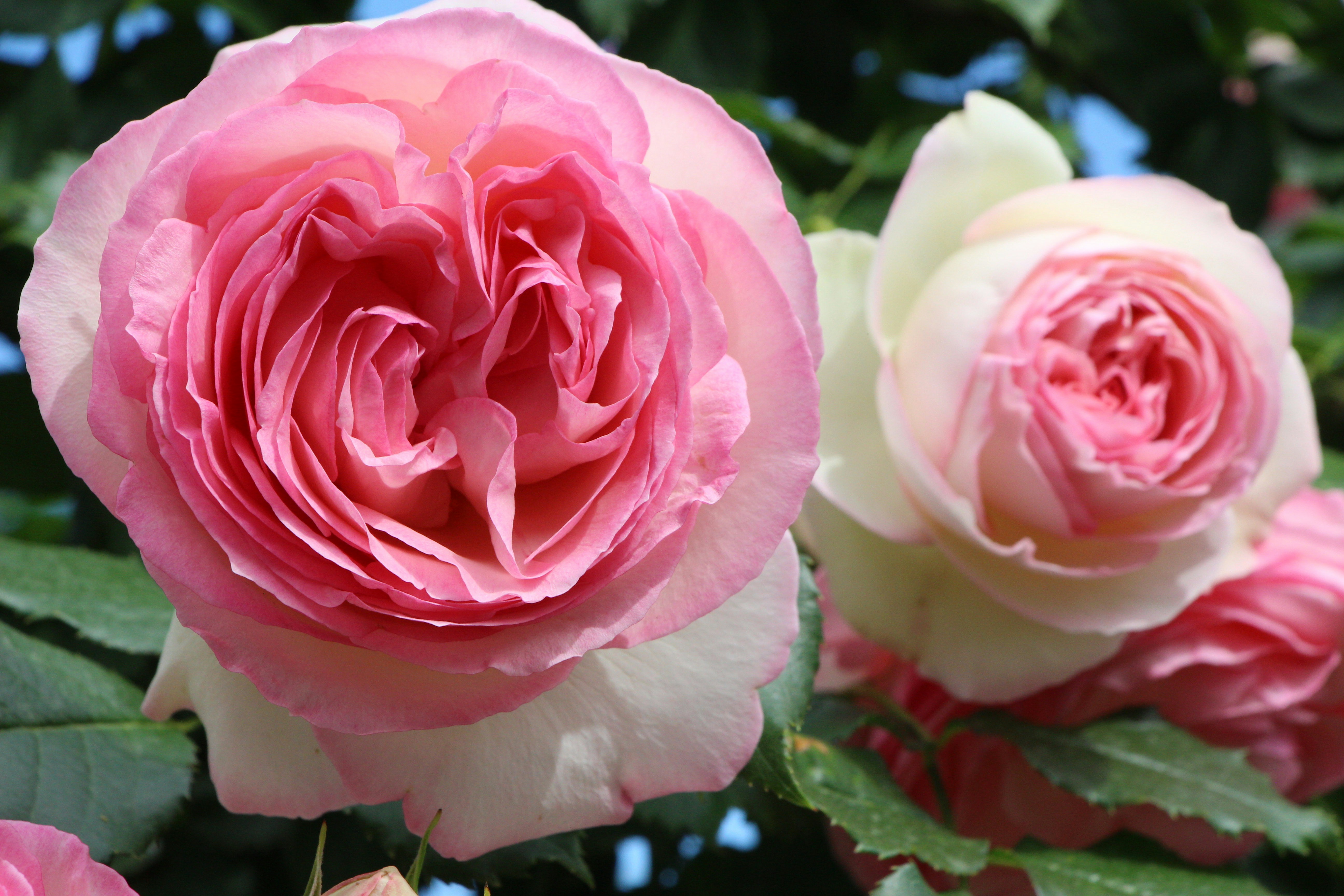 Blooming Convergence: Pink Roses in Focus