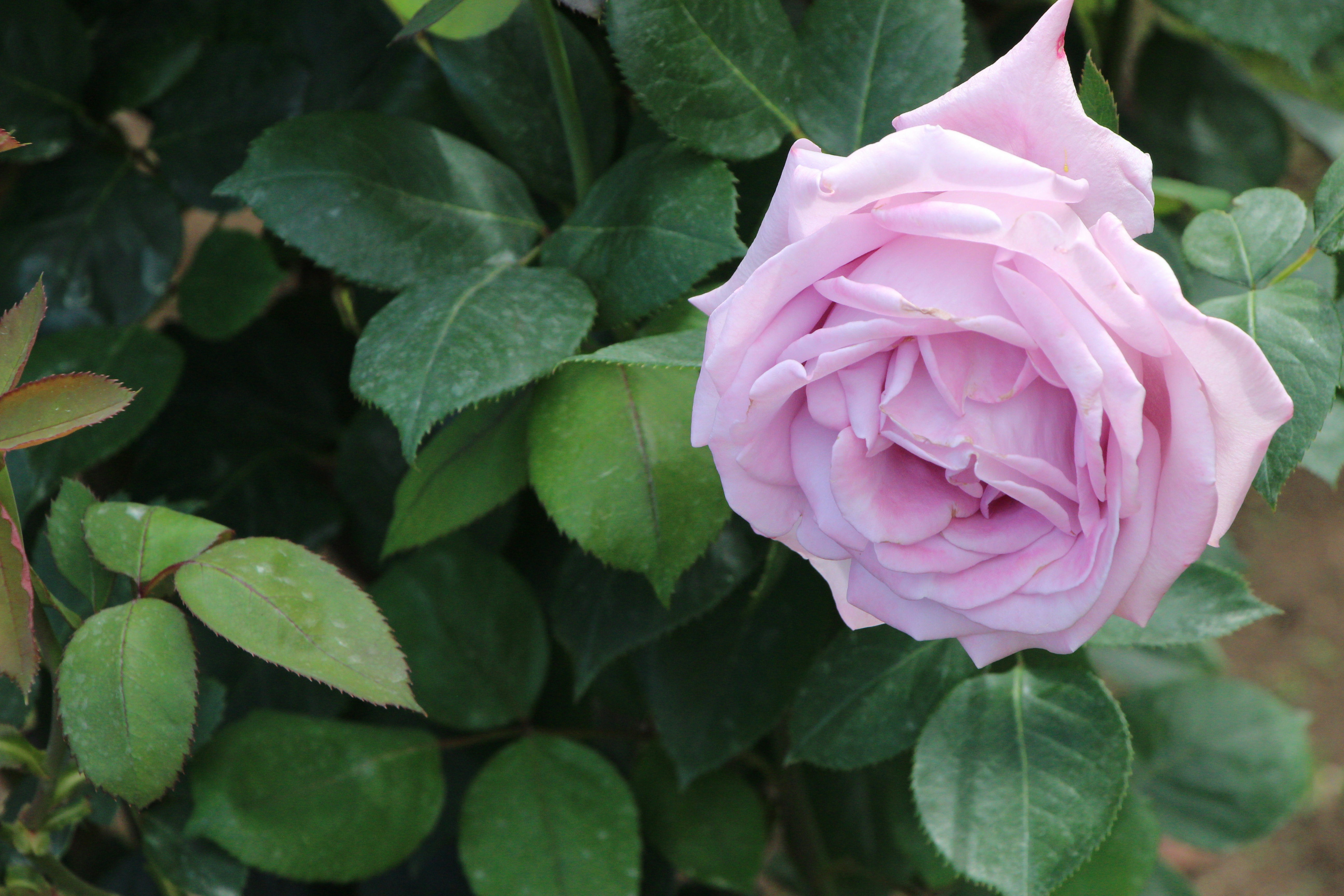 Pastel Rose in Green Harbor