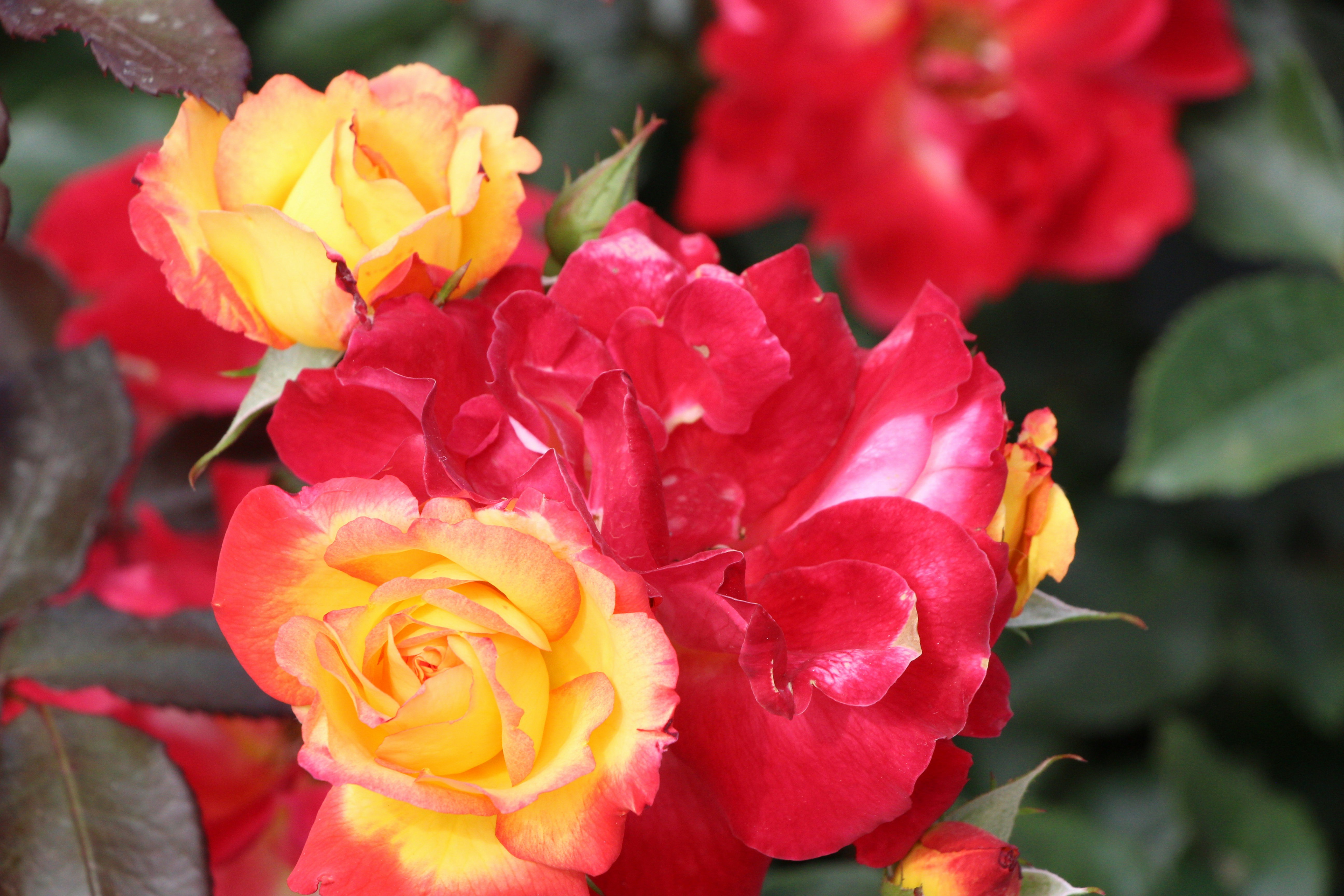 Vivid Rose Cascade: Two-Tone Blooms in Sharp Focus