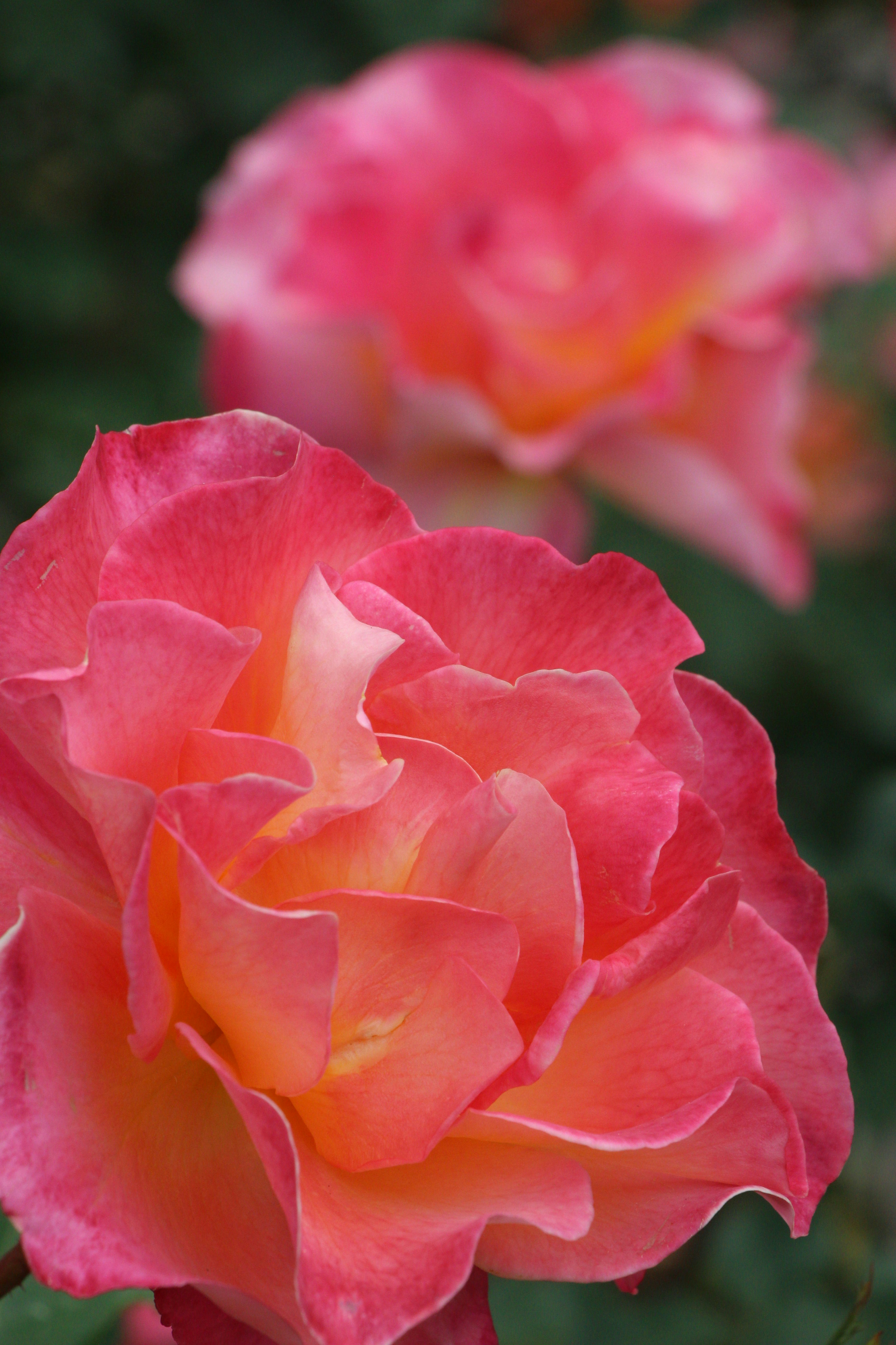 Petal Gateways: A Coral-Soft Rose in Focus