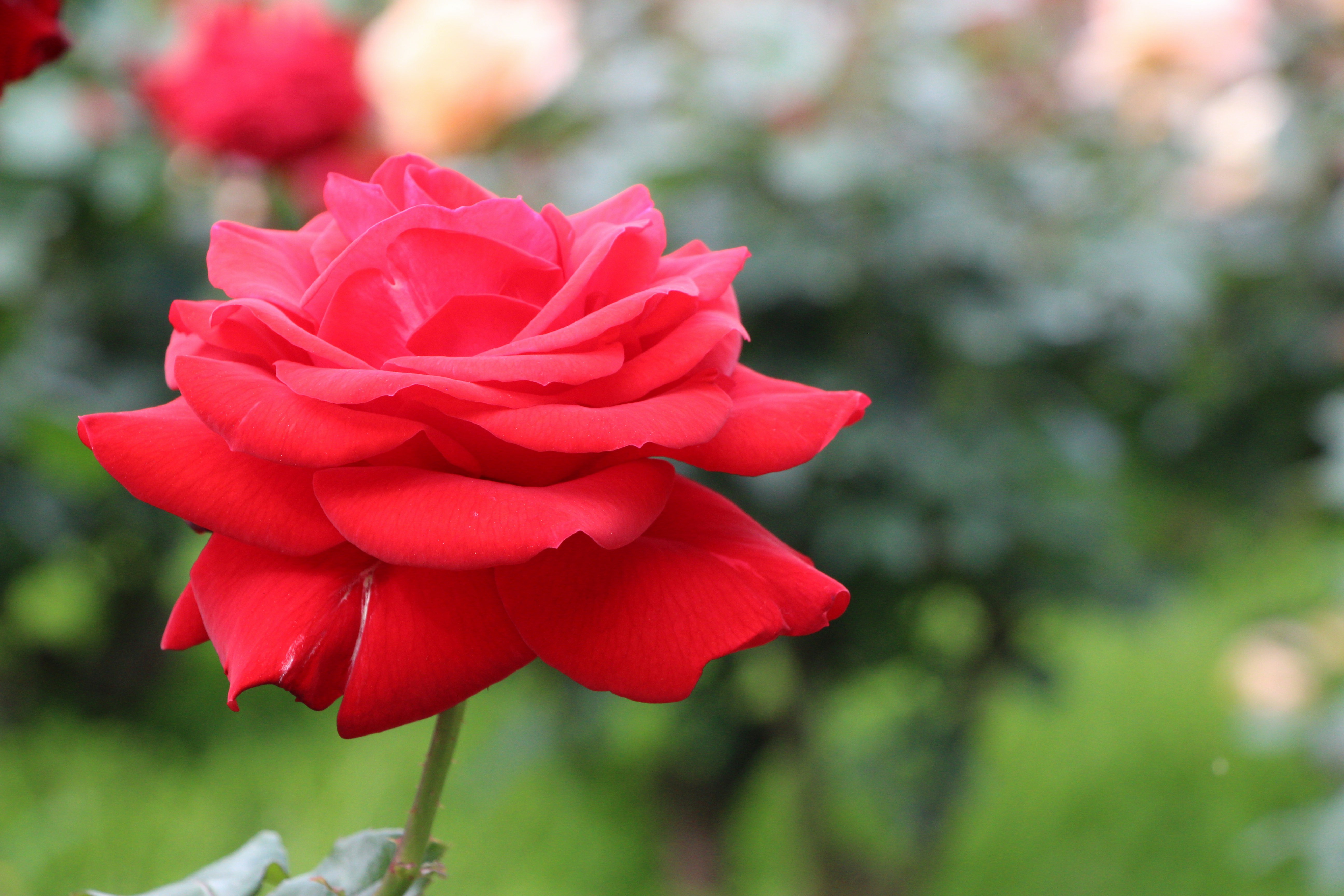 Crimson Crown: A Close-Up Rose in a Quiet Garden