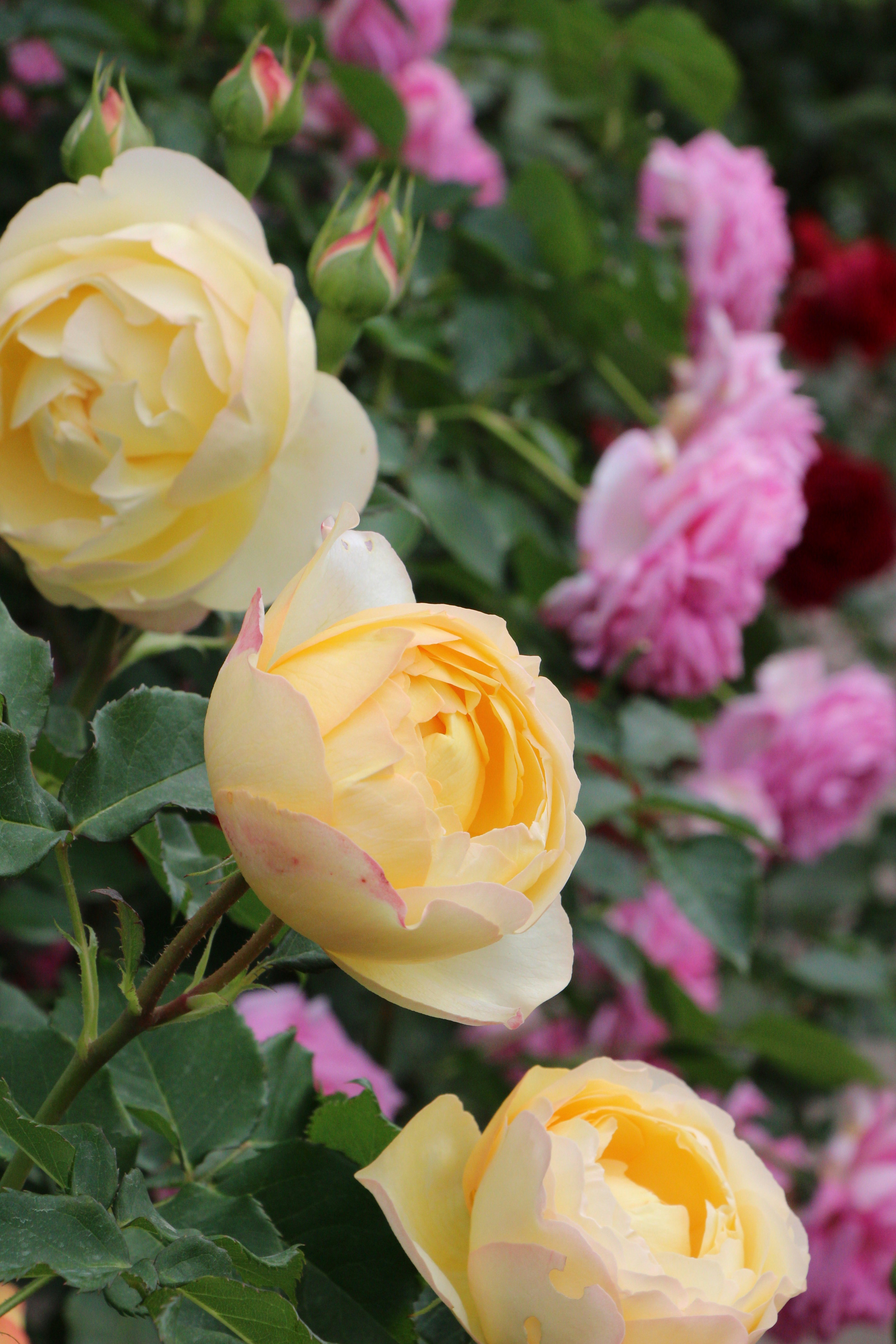 Soft Sunlit Roses: Pale Yellow Bloom Amid Blushing Petals
