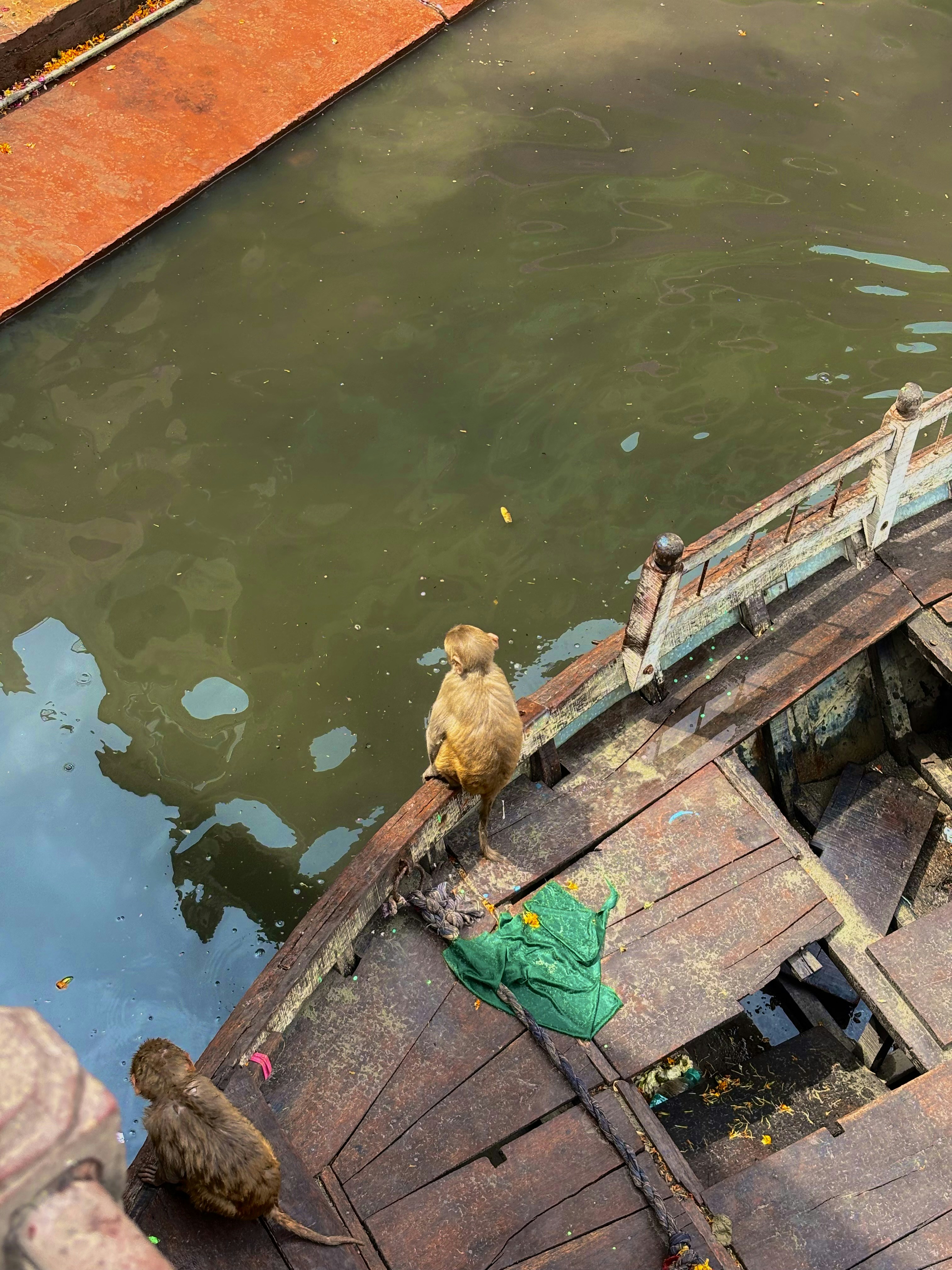 Ducklings at the Rusted Pier: Quiet Corner by the Water