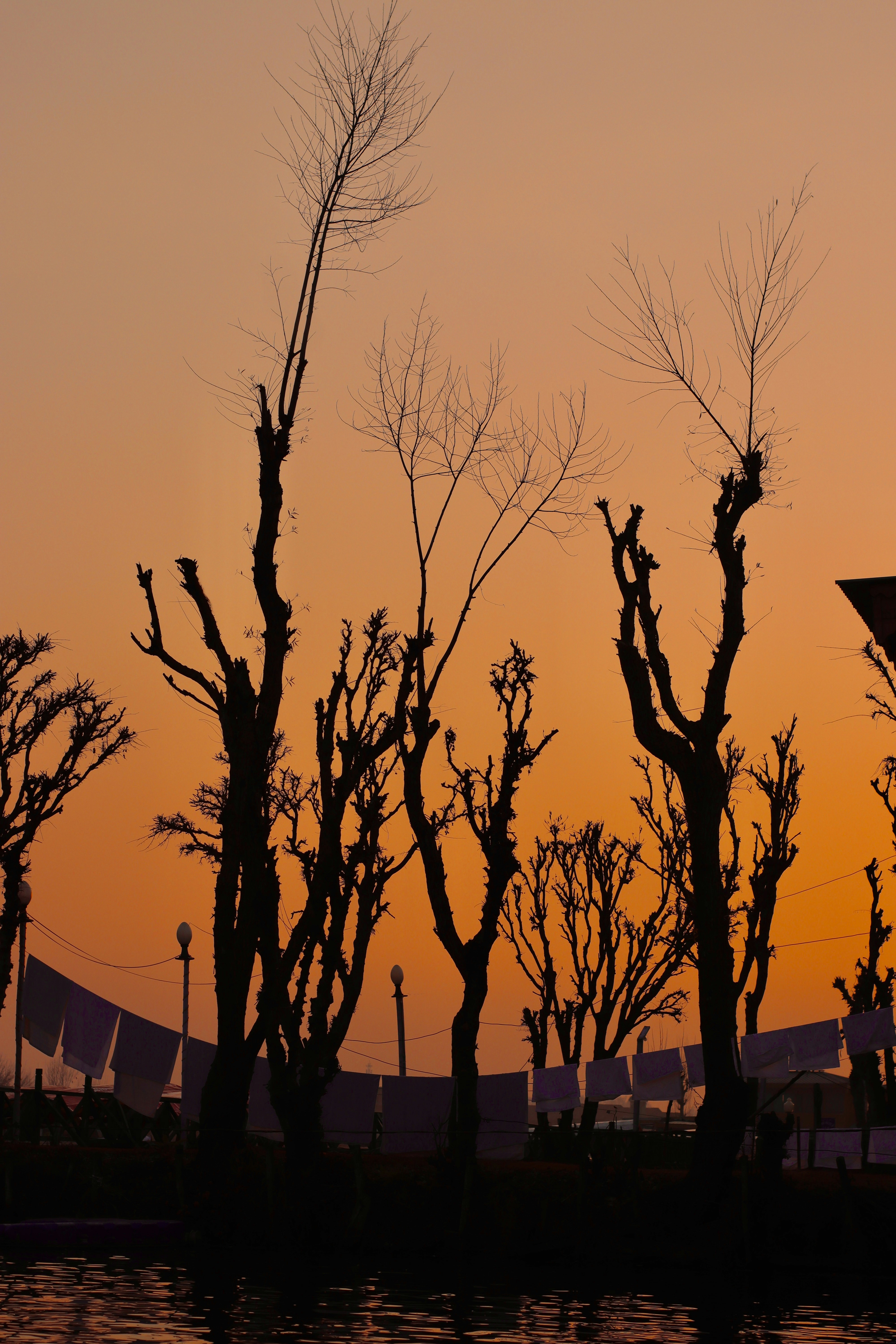 Sunset Silhouettes: A Forest of Pruned Trees Casting Long Shadows