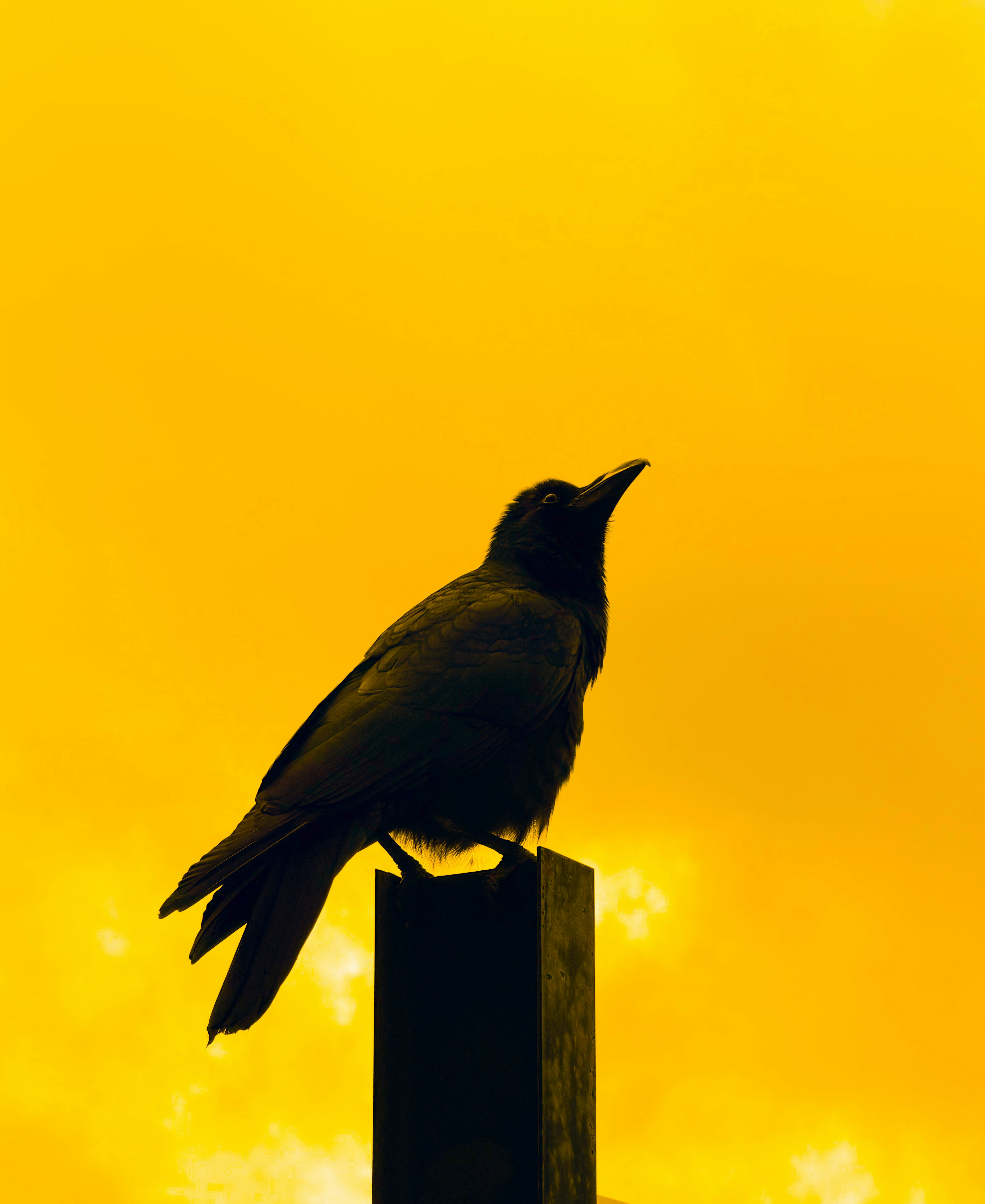 A black bird silhouetted against a vibrant yellow sky.