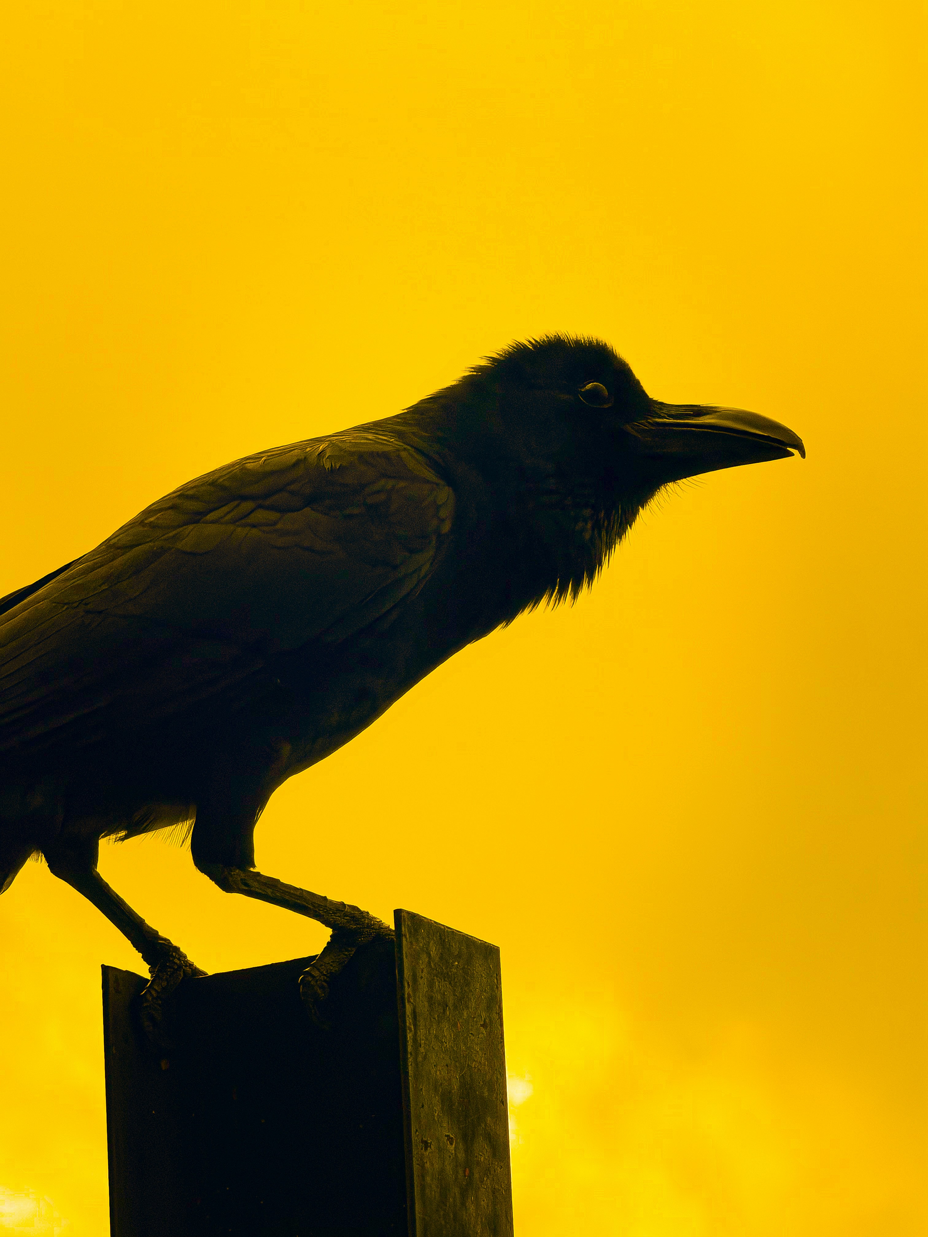 Silhouette of a Crow Perched Against a Golden Sky