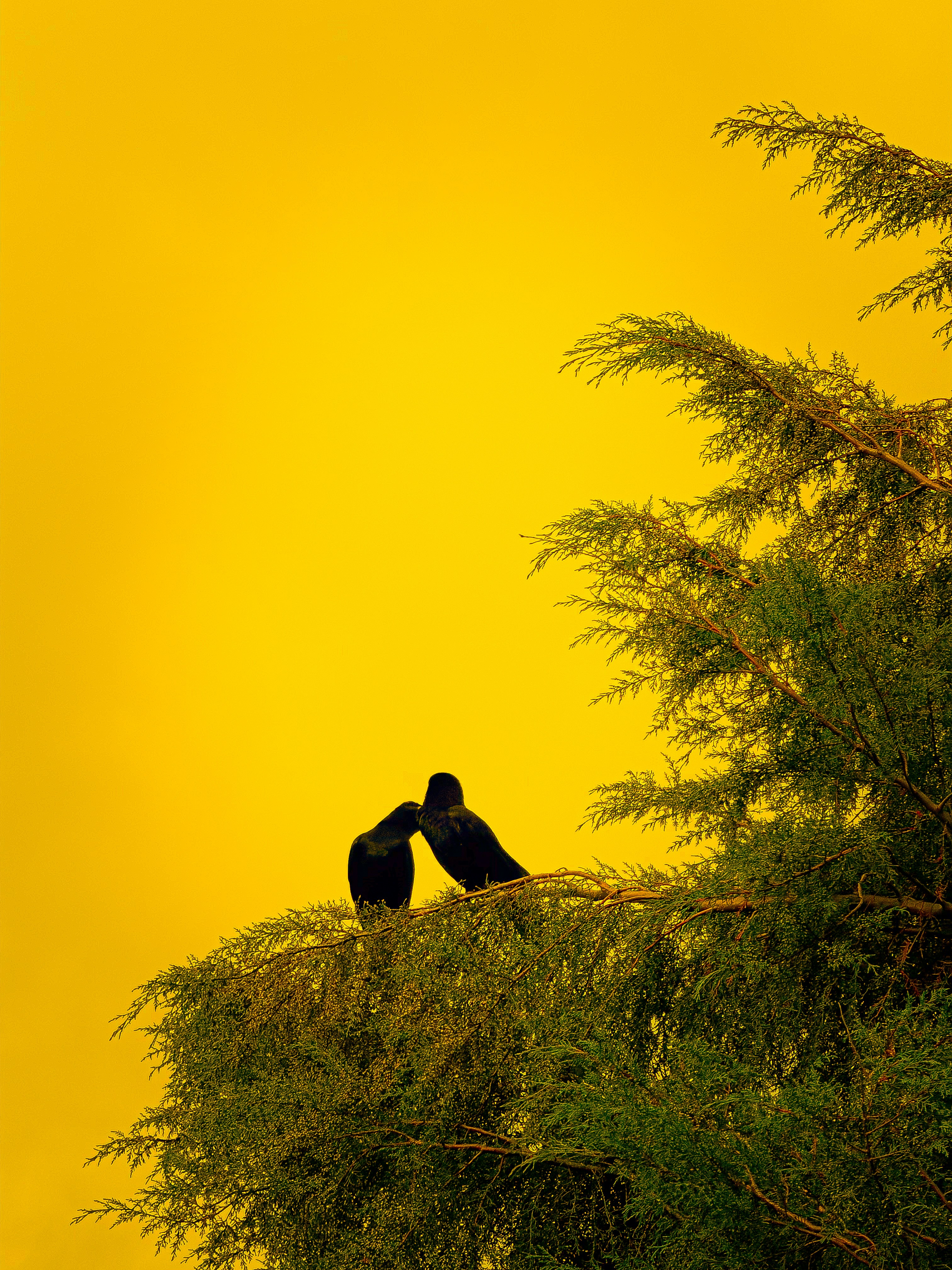 Two birds perched on a tree branch