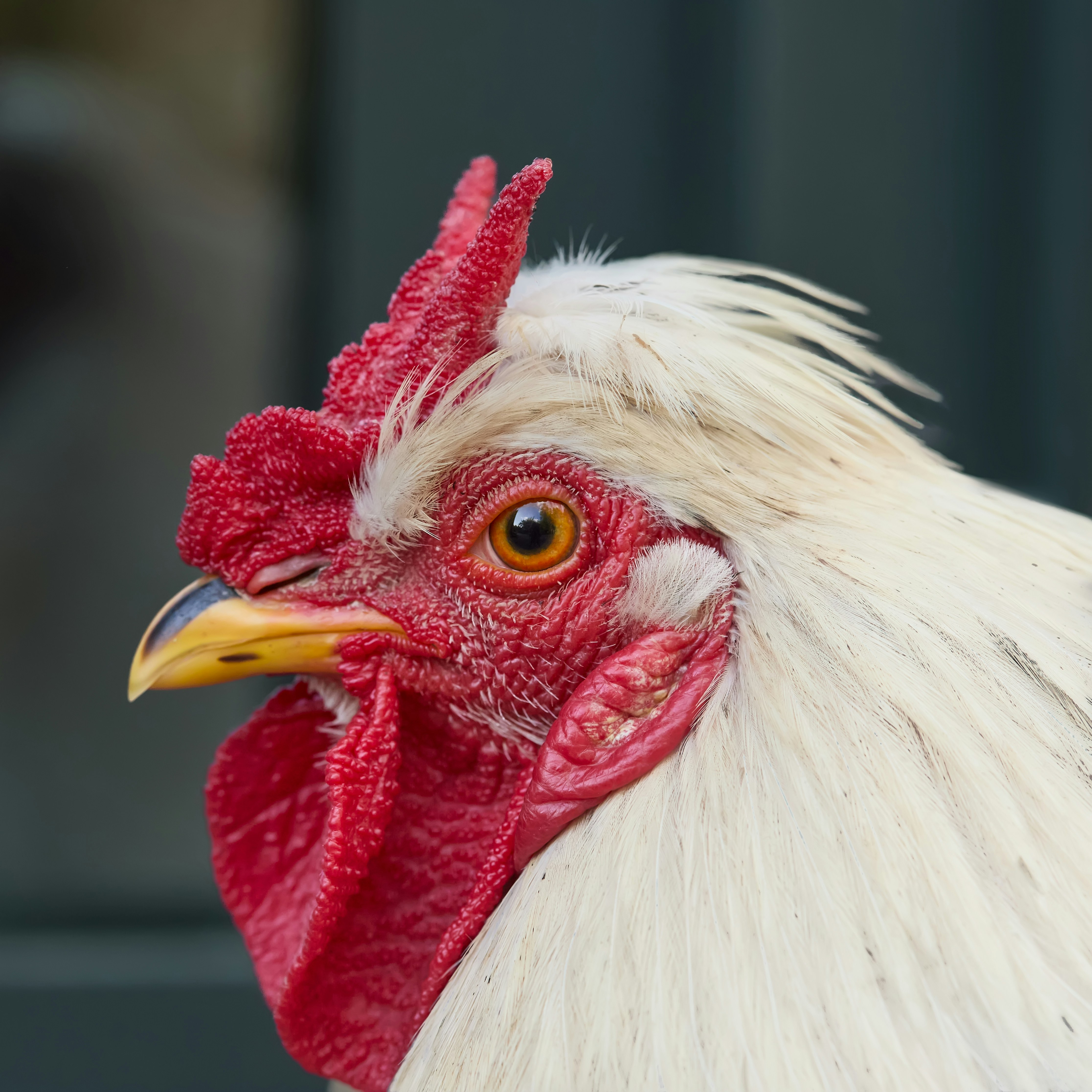 Crimson Crest: A Poultry Portrait in Sharp Focus