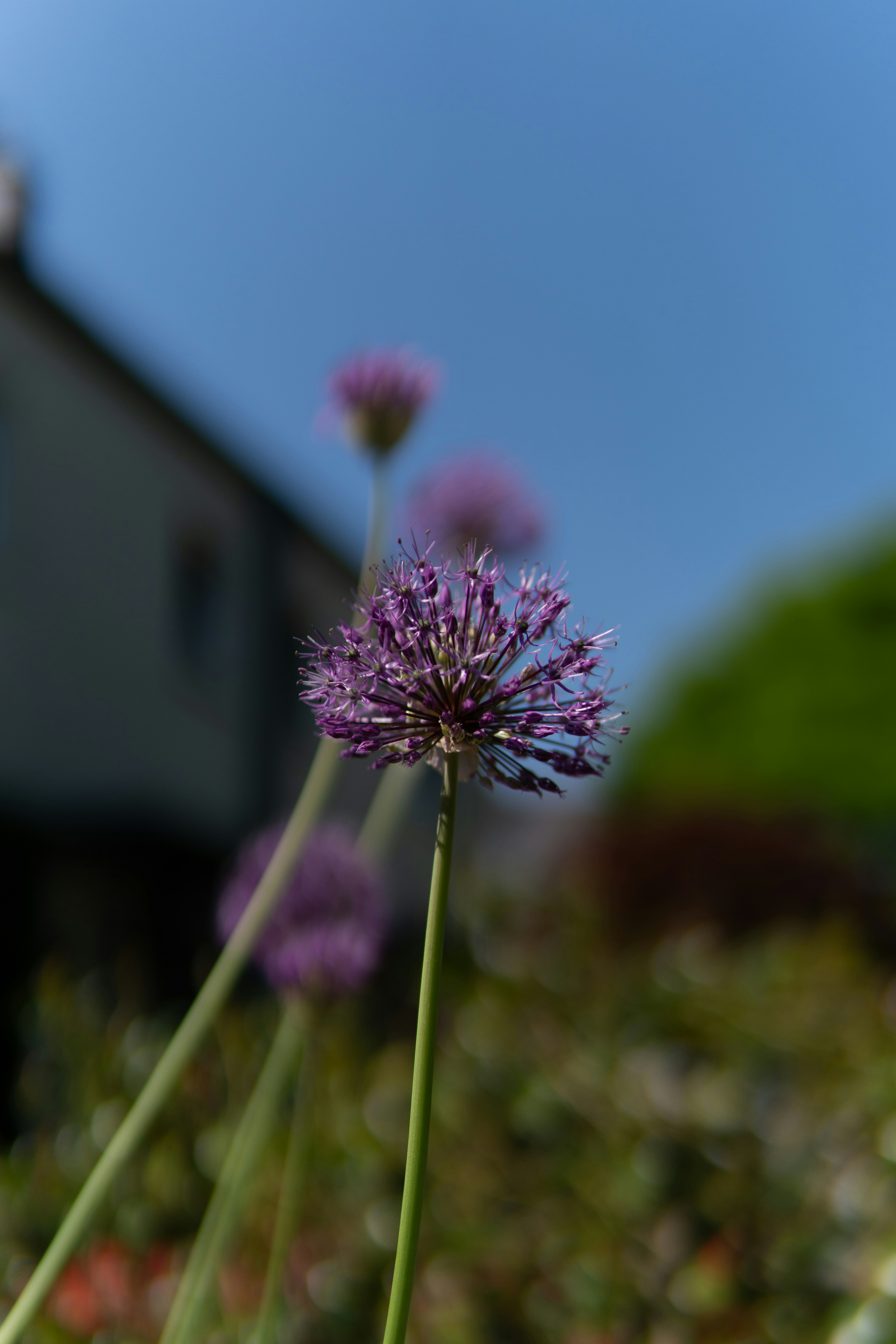 Purple Allium in Focus Against a Blurred Suburban Backdrop