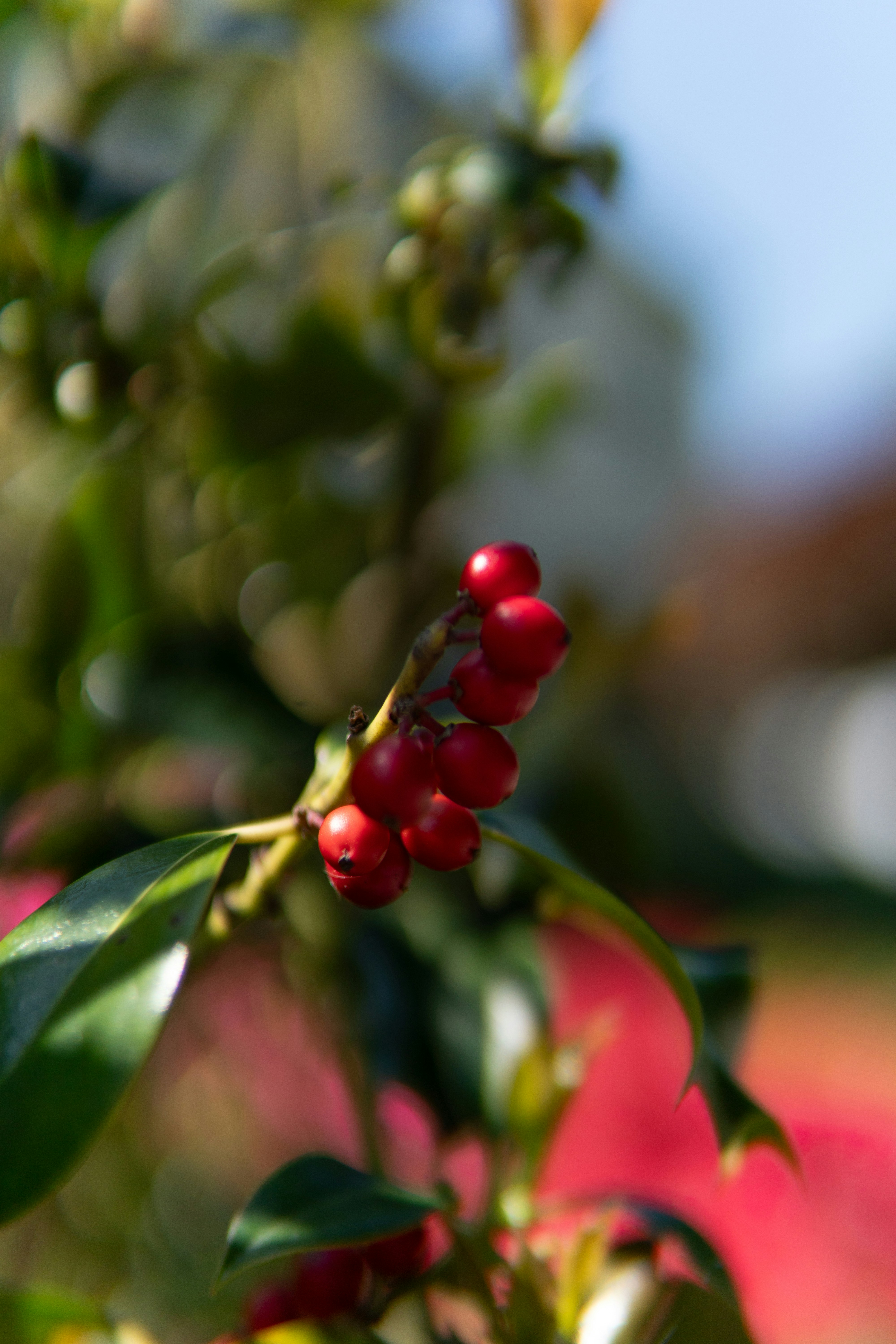 Crimson Berries in Soft Focus: A Sunlit Garden Moment