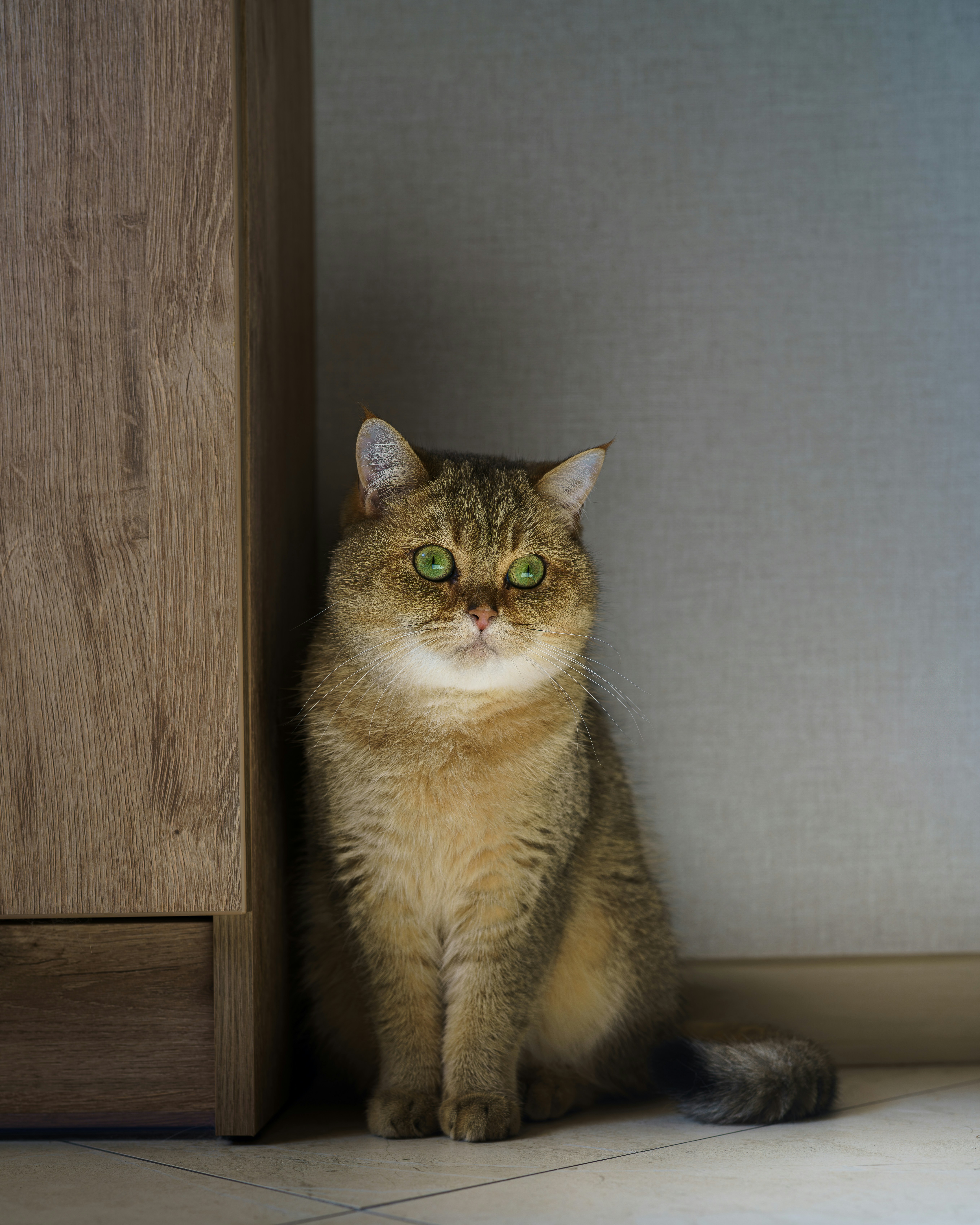 Midrow Cat Portrait Between Wood and Wall