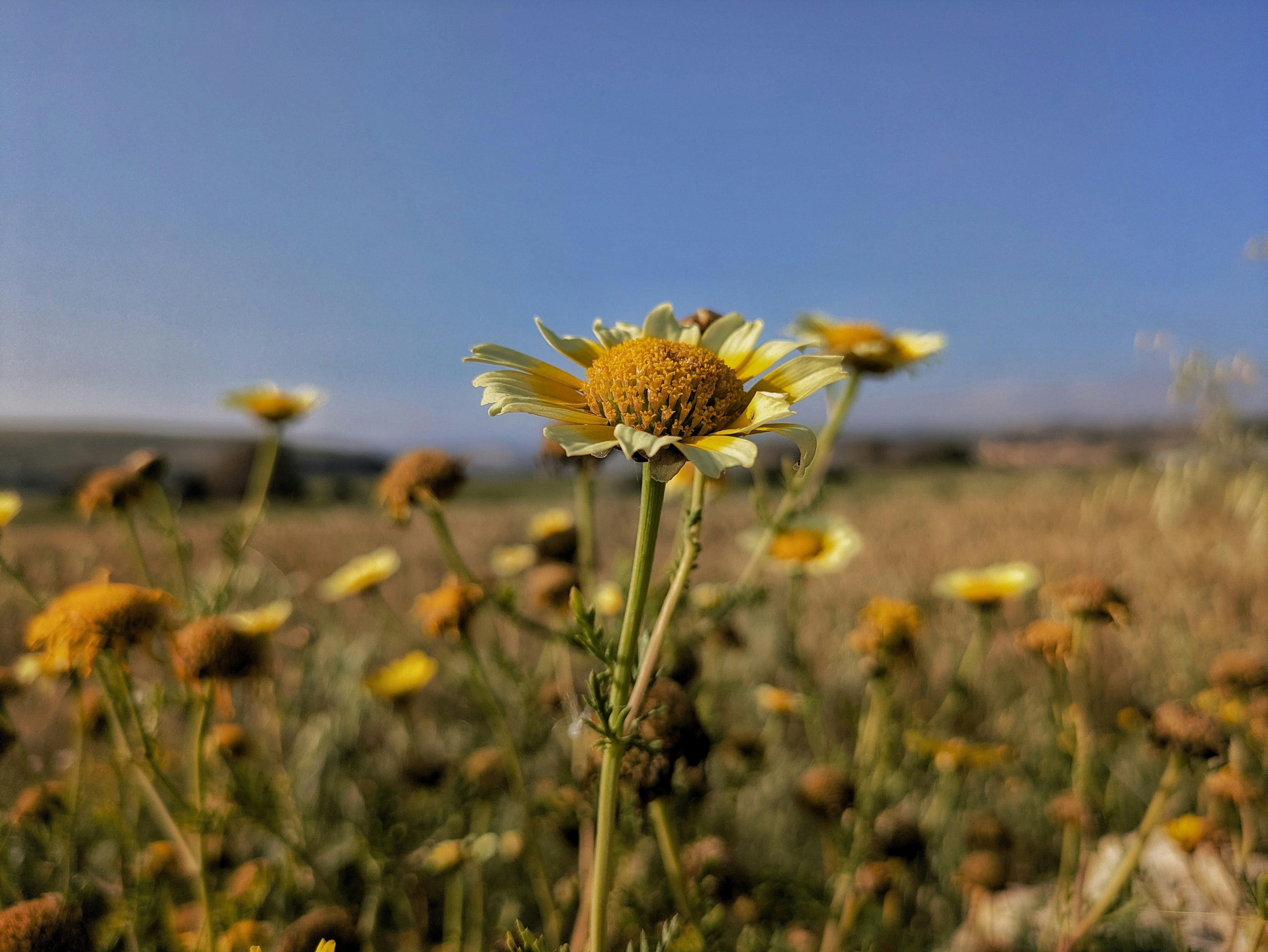 Central Daisy in a Sea of Gold on a Sunlit Plain