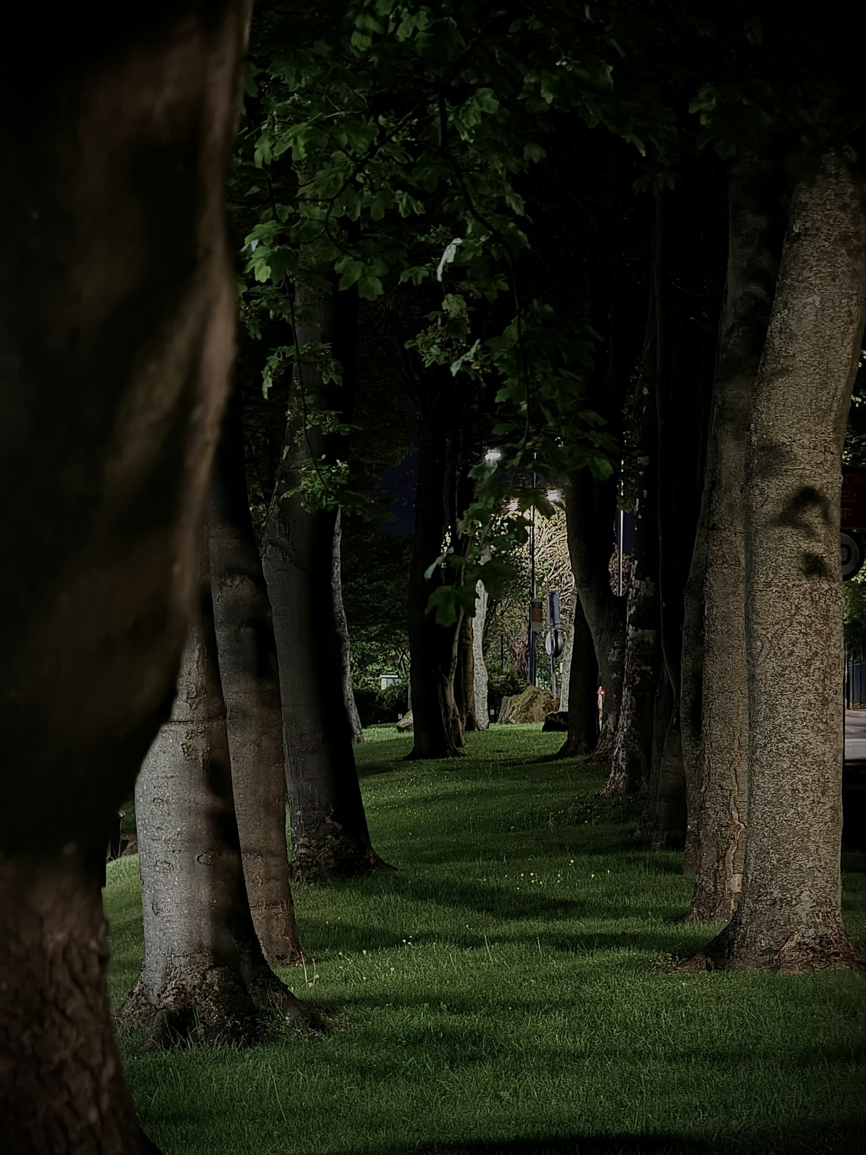 Forest Corridor: Tree Trunks Align to a Distant Garden Path