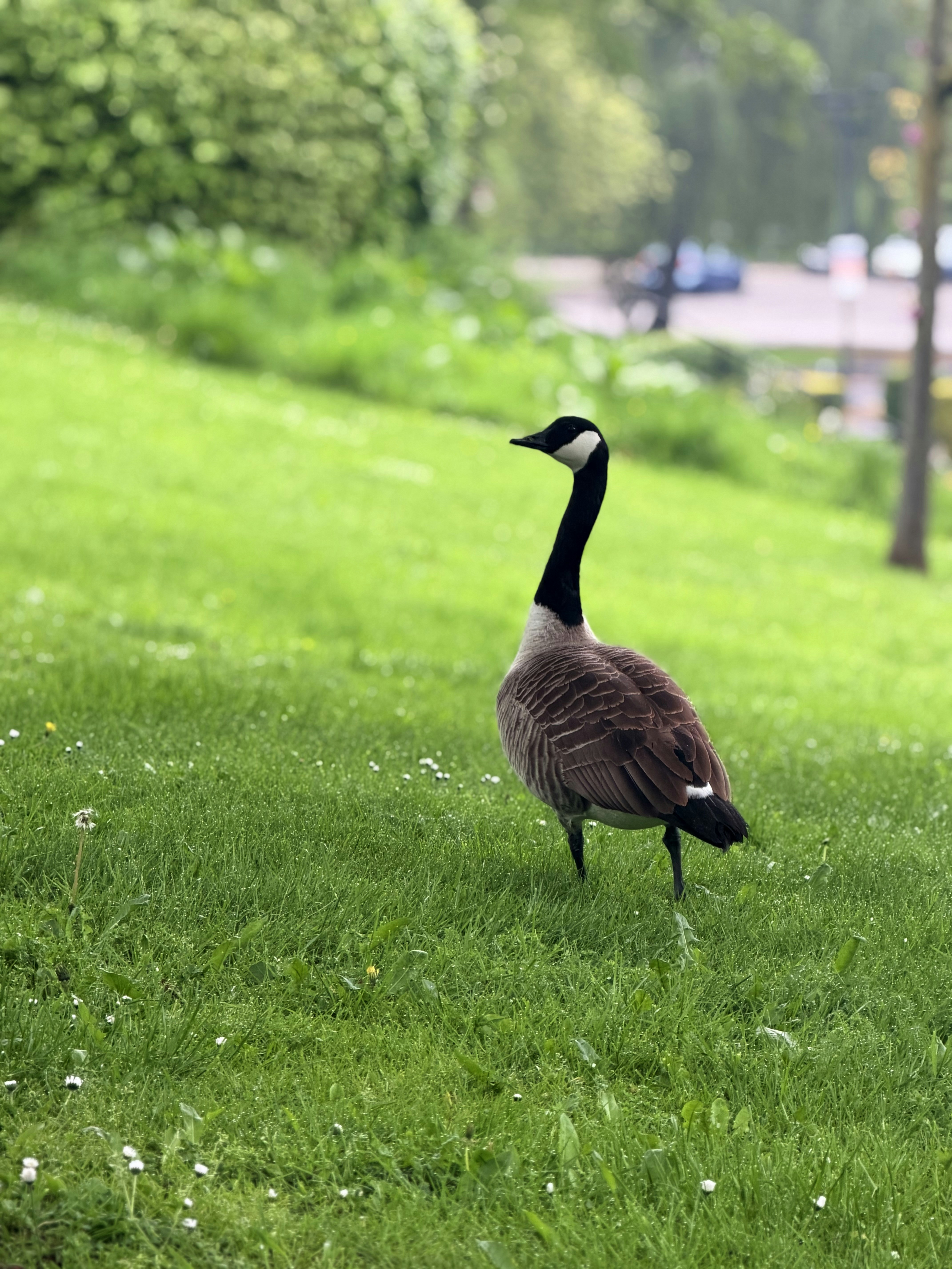 Black-necked Goose in a Sunlit Park Meadow