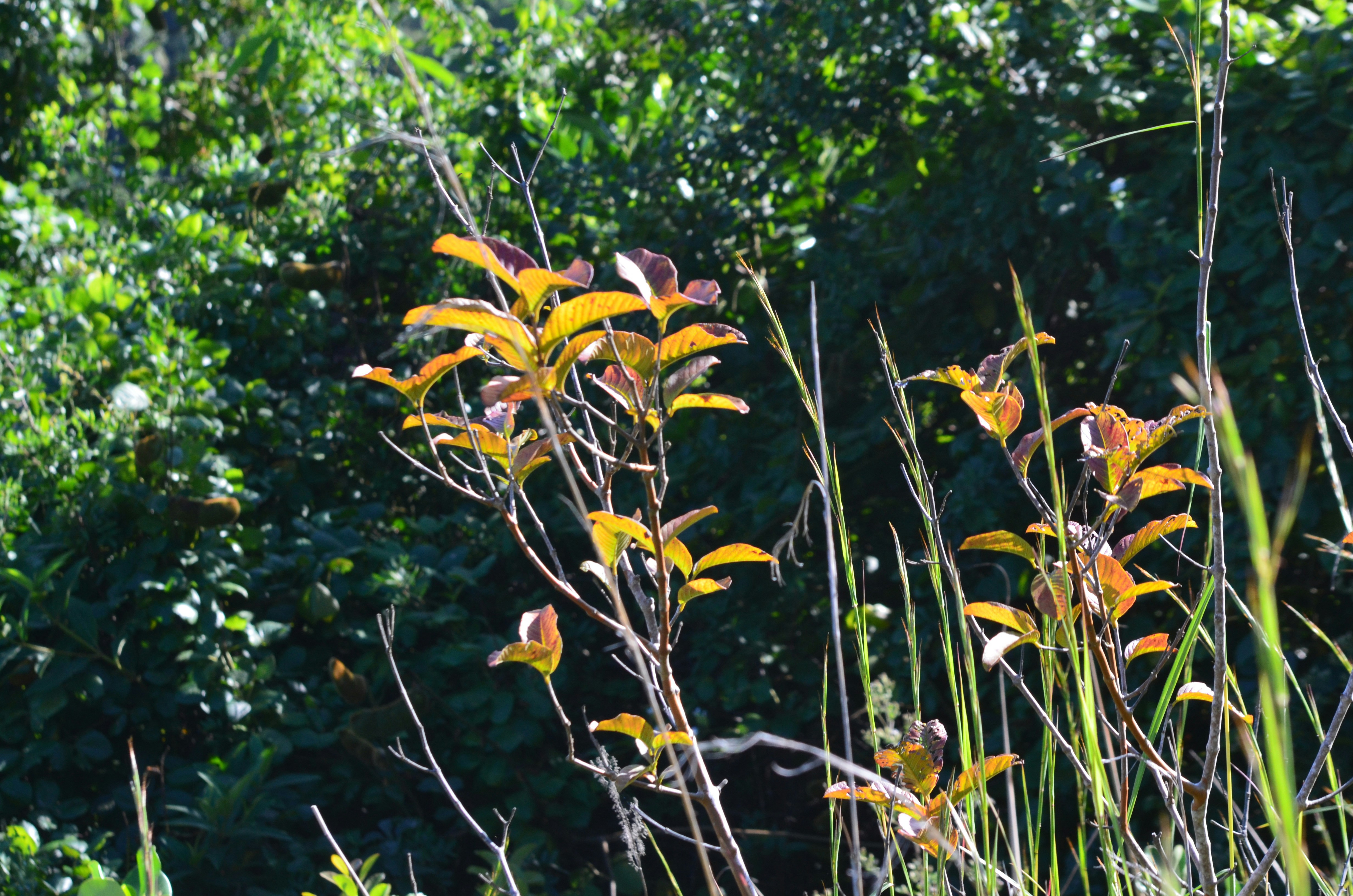 Autumnal shrub foreground bathed in dappled sunlight against a dark-green thicket