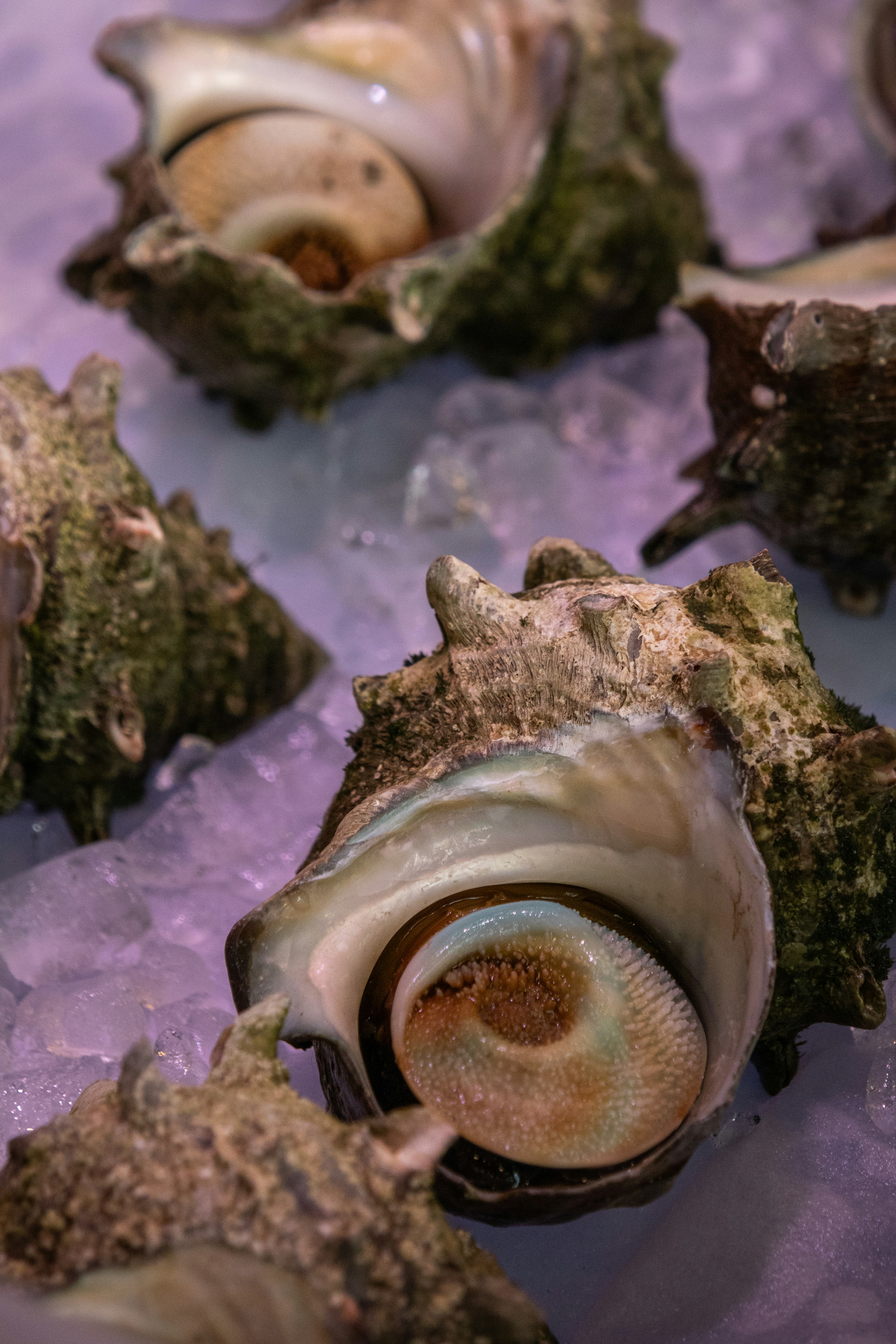 Oceanic Shellscape: A Close-Up Voyage into Spiraled Color and Texture