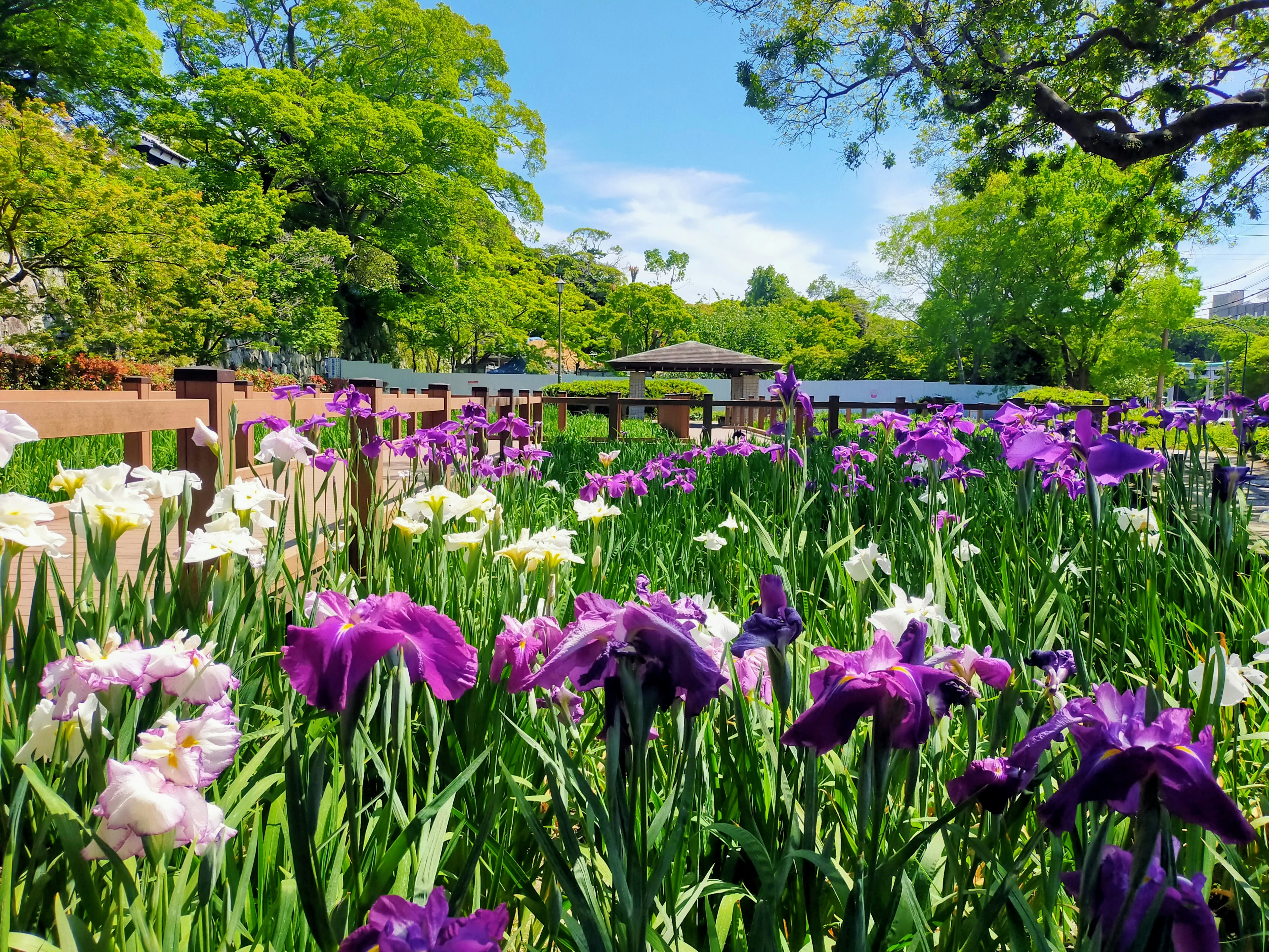 Iris Garden at Golden Hour