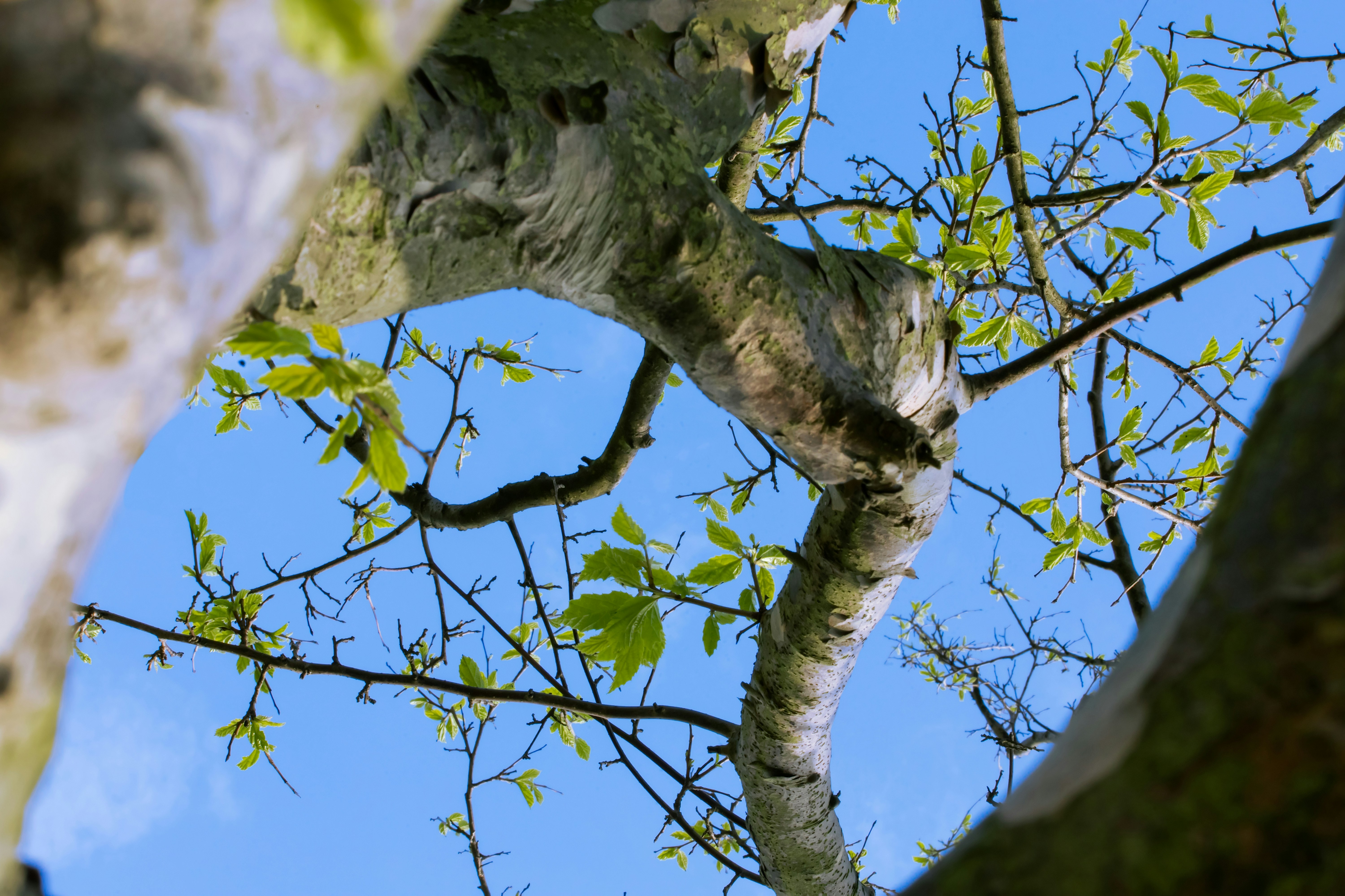 Branching Skyward: A Low-angle Moment Under Blue