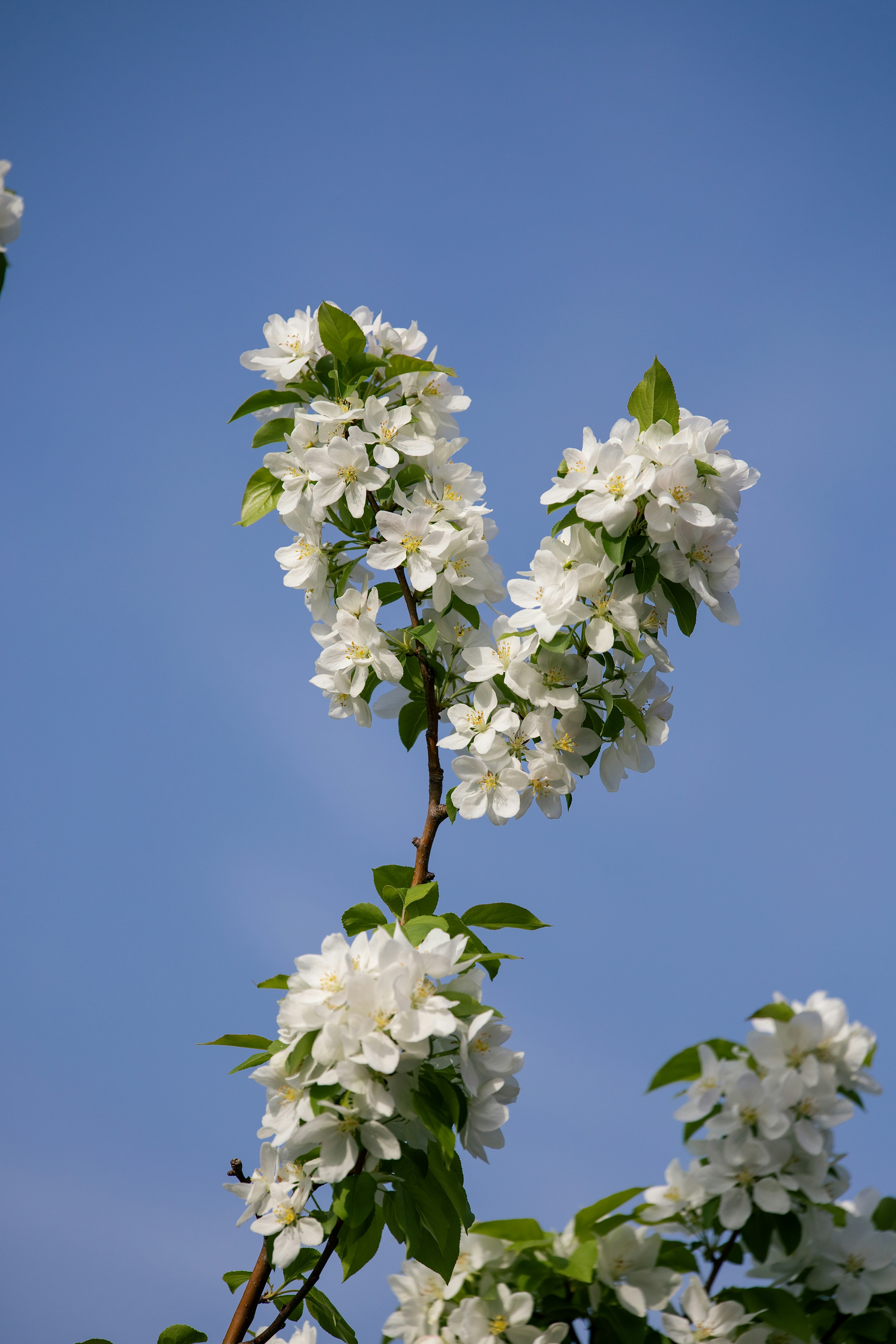 Blossom Crown Against a Clear Blue Sky