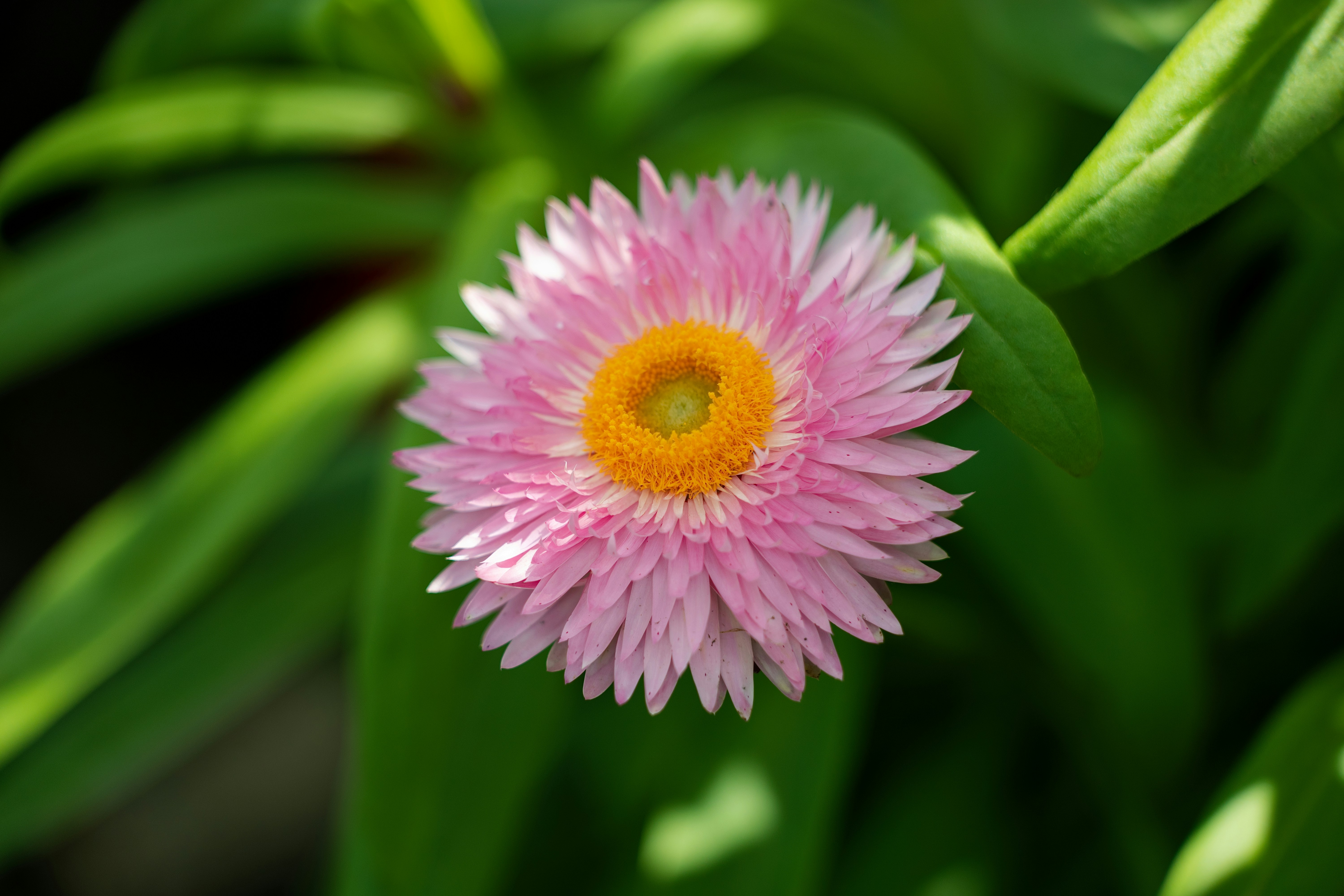 Pink daisy in bloom: centered with sunlit glow