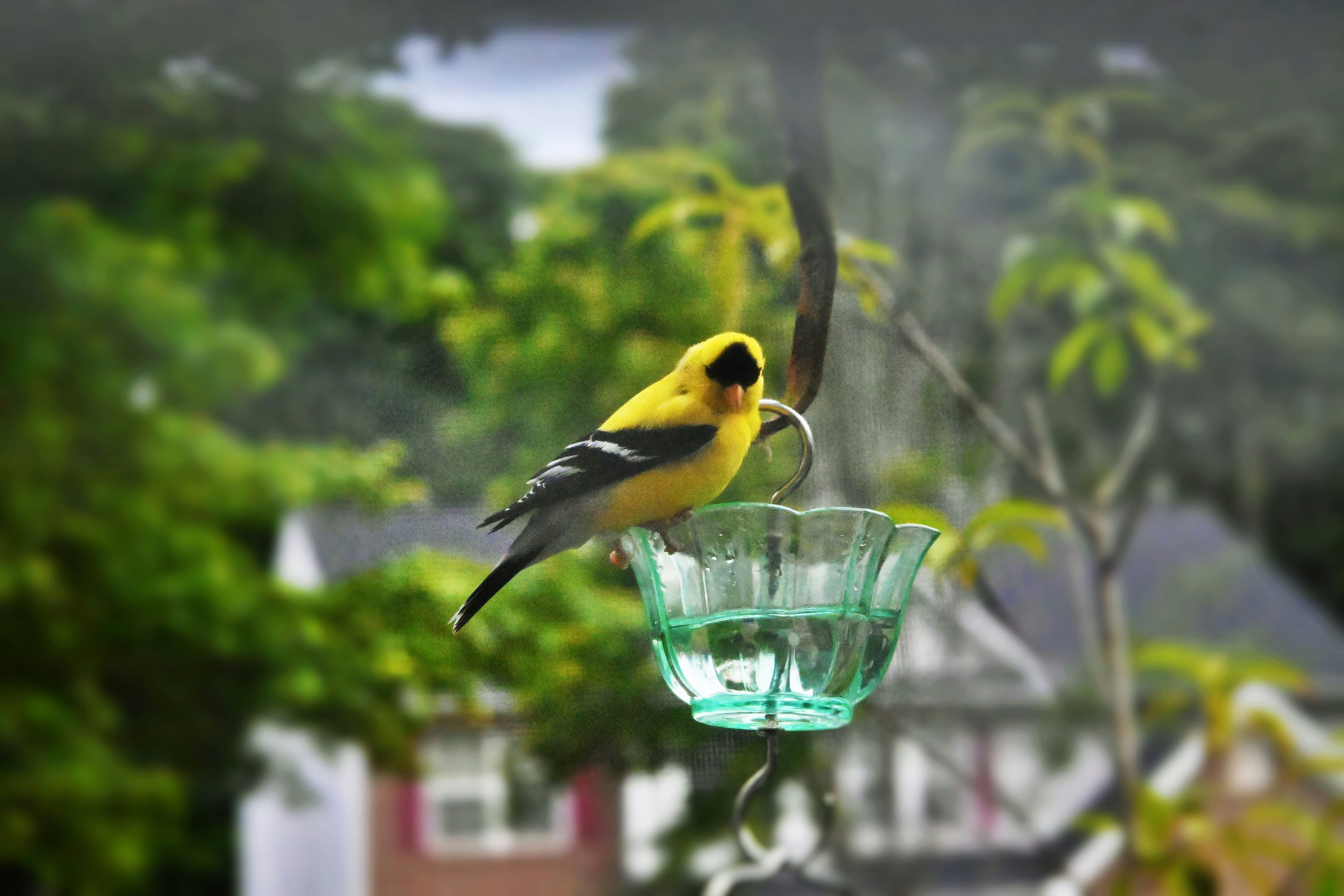 Goldfinch at the Glass Feeder: Bright Focus on a Tiny Moment