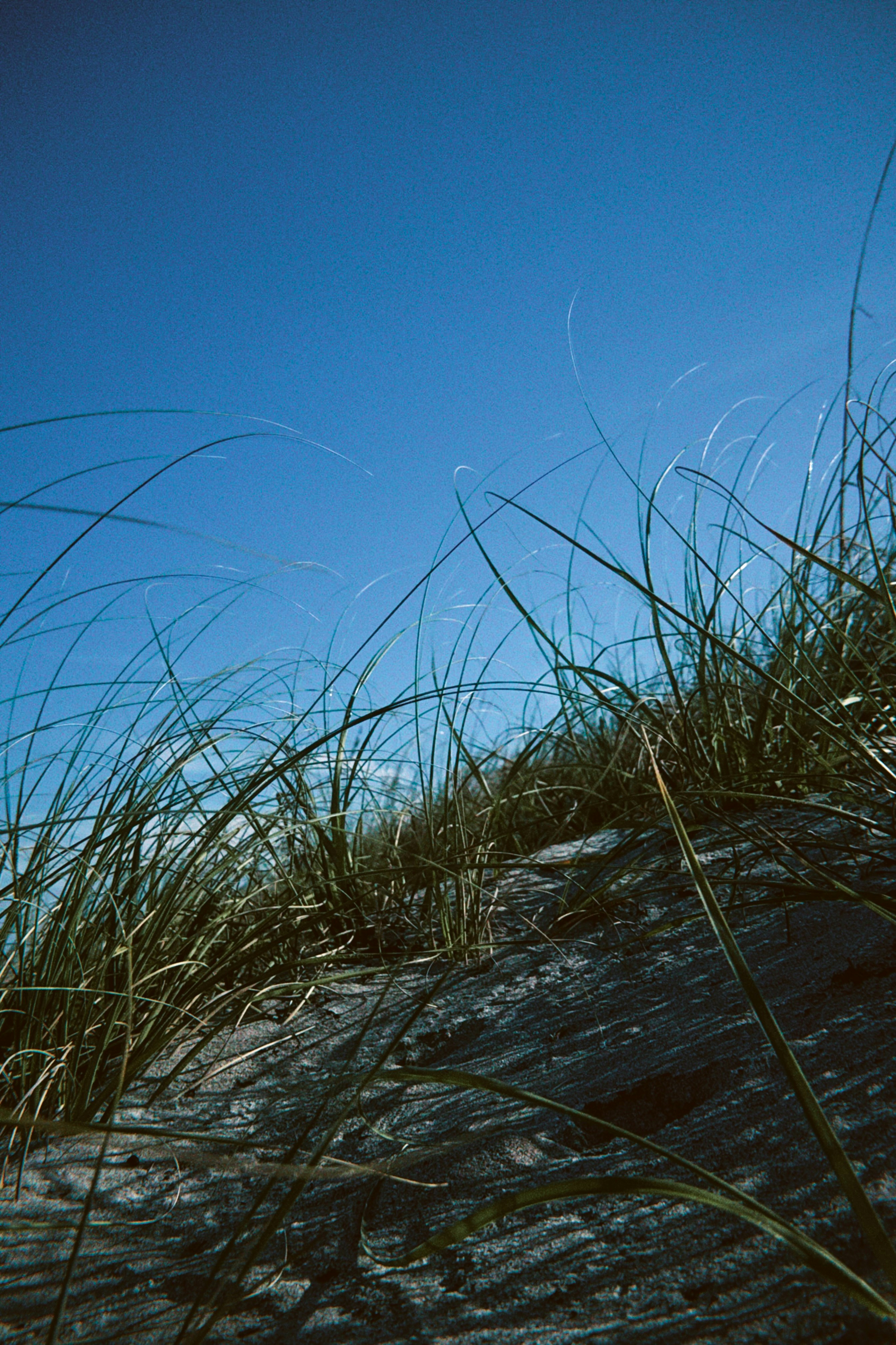 Wind-Grass Ridge Under a Clear Sky