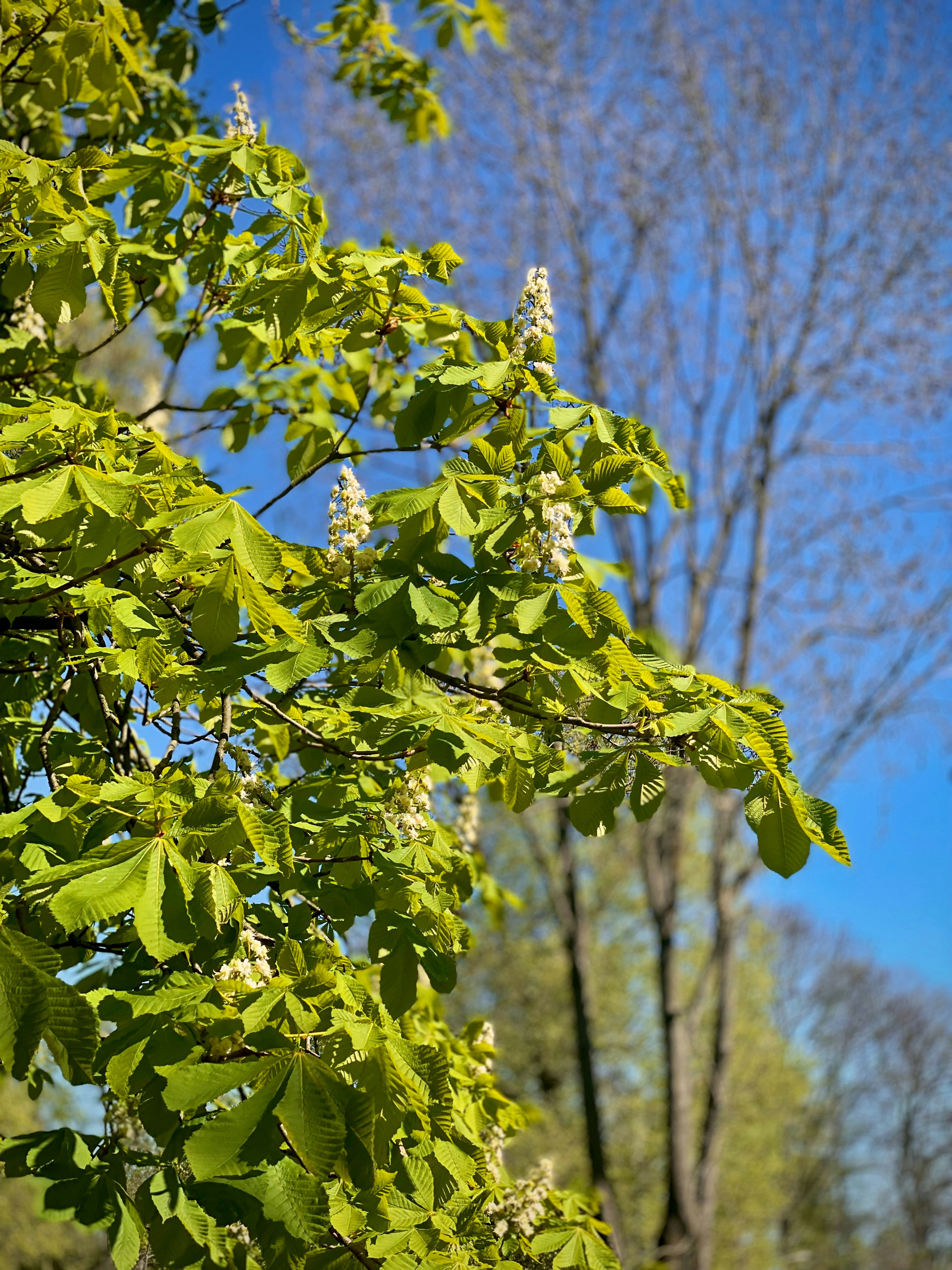 Emerald Canopy in Spring Light