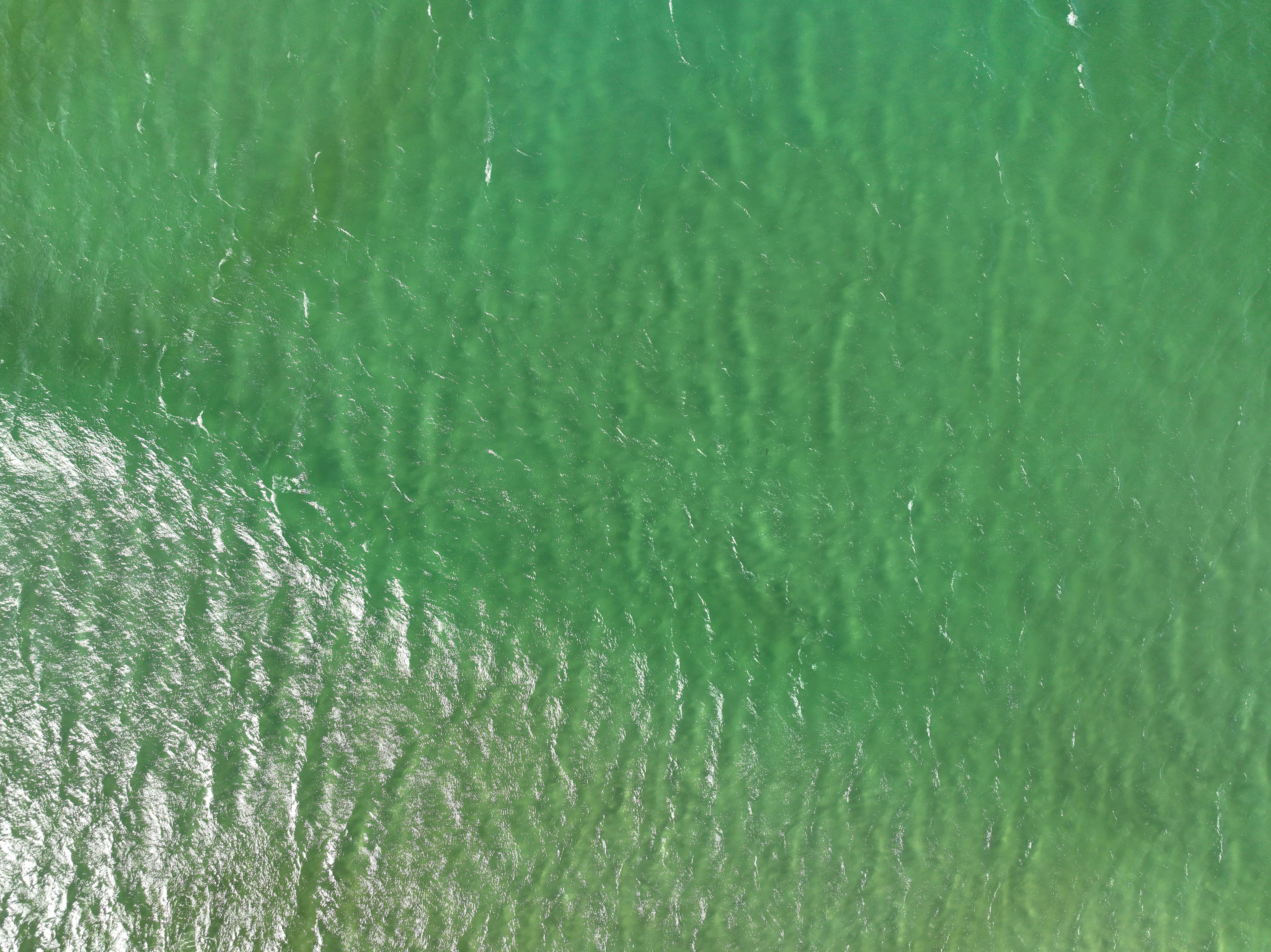 Emerald Tide: A Quiet Sea of Green