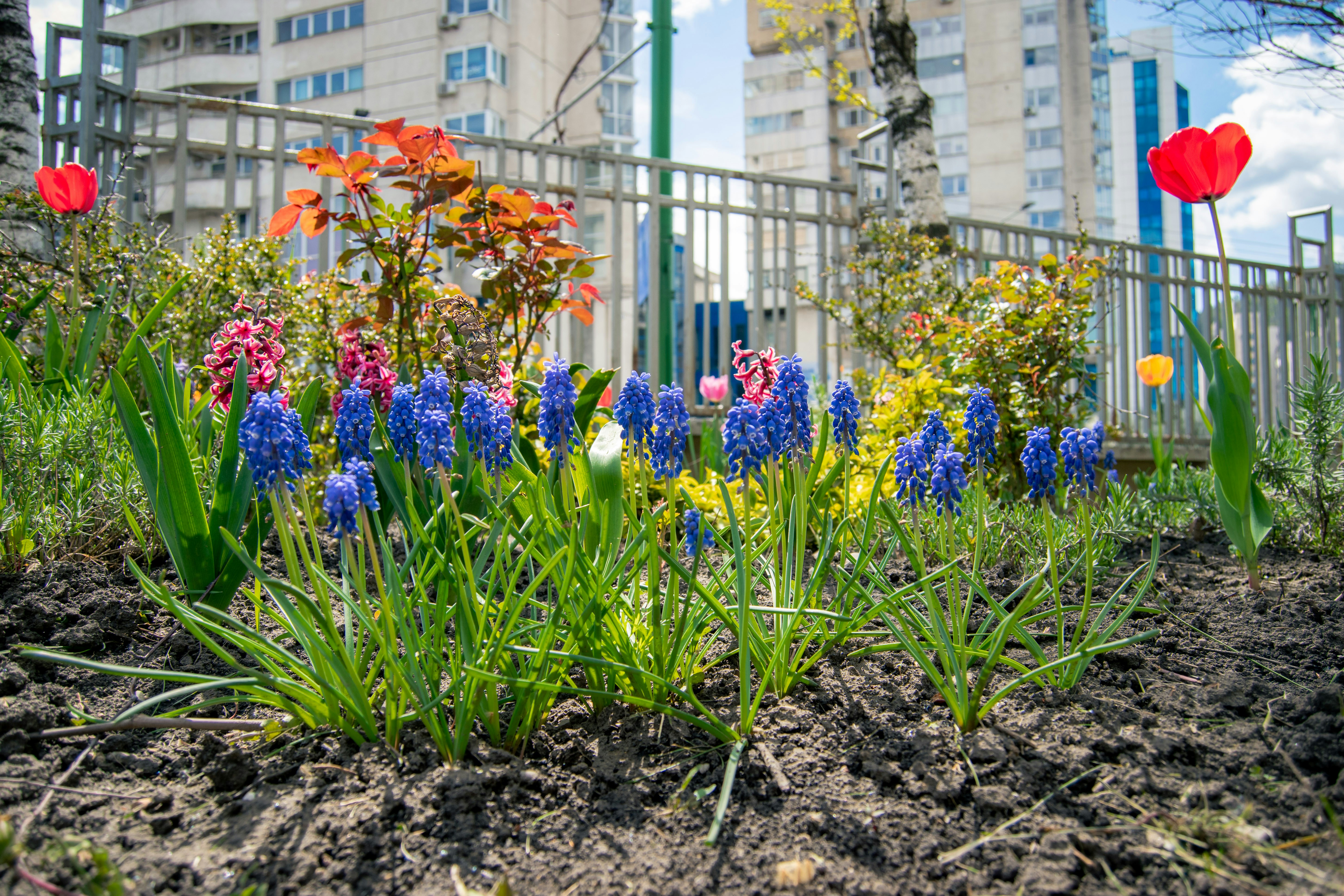 A patch of beautiful purple hyacinth flowers.