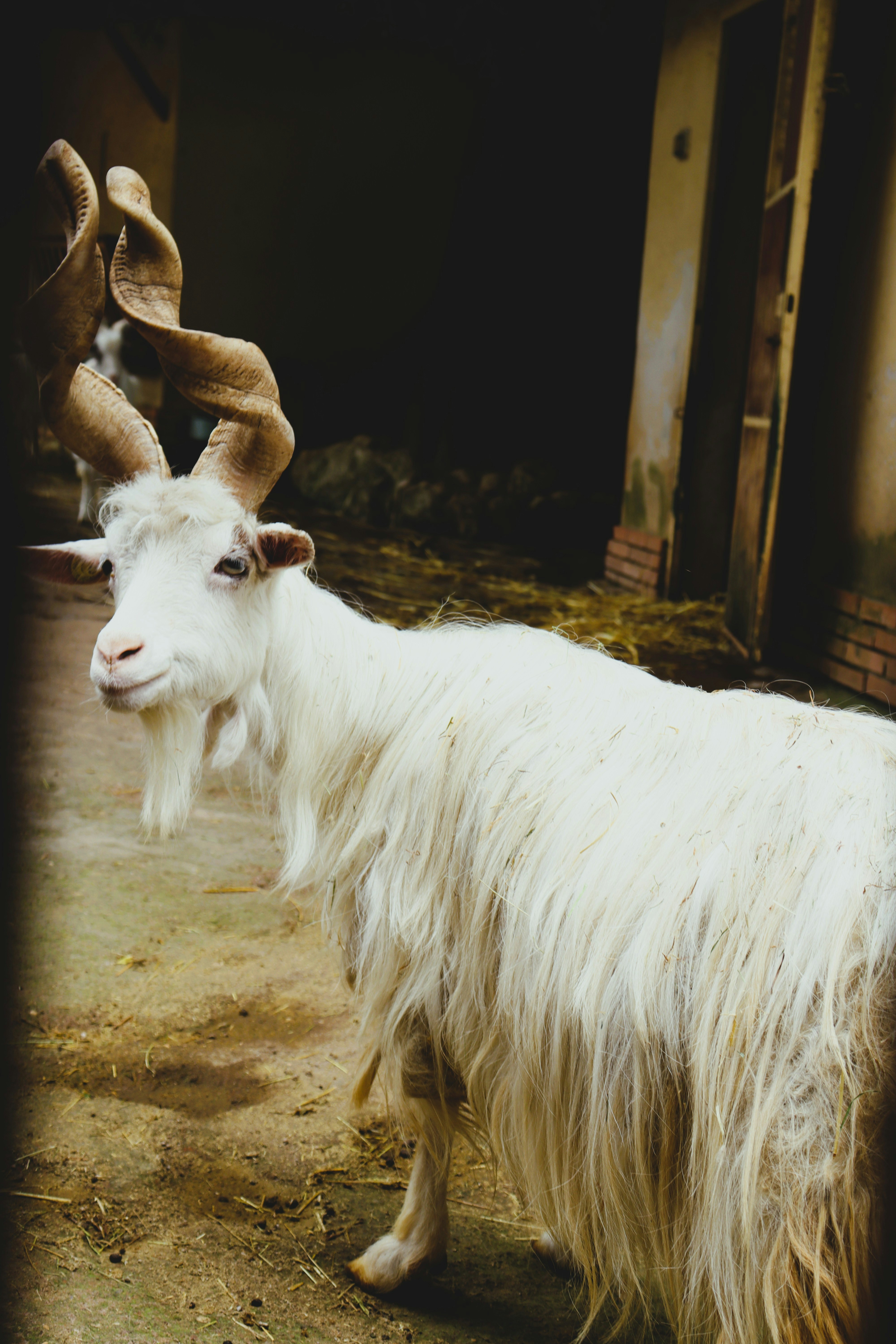 White goat with curling horns in a dim barn corridor