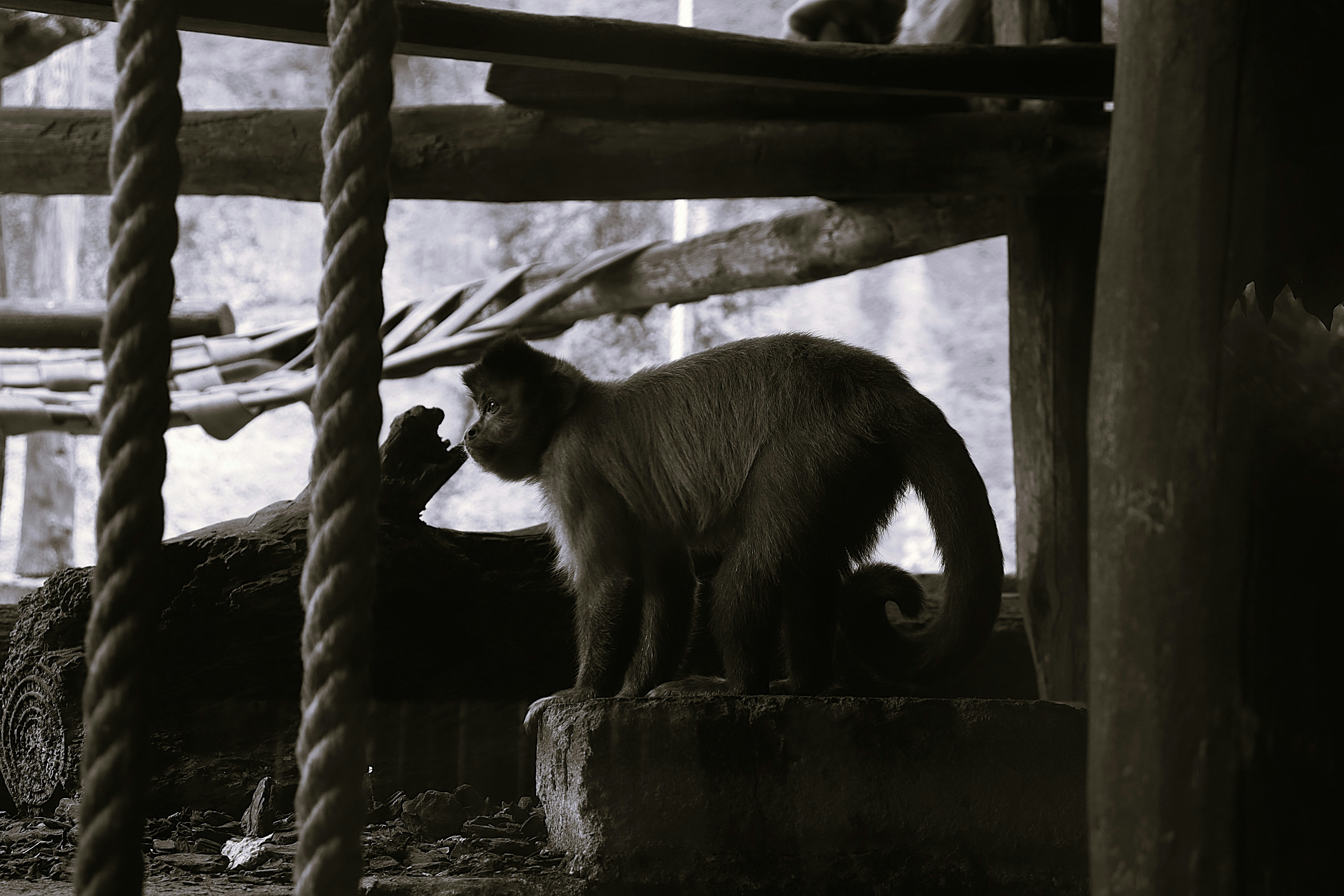 Curious Primates in Shadowed Enclosure