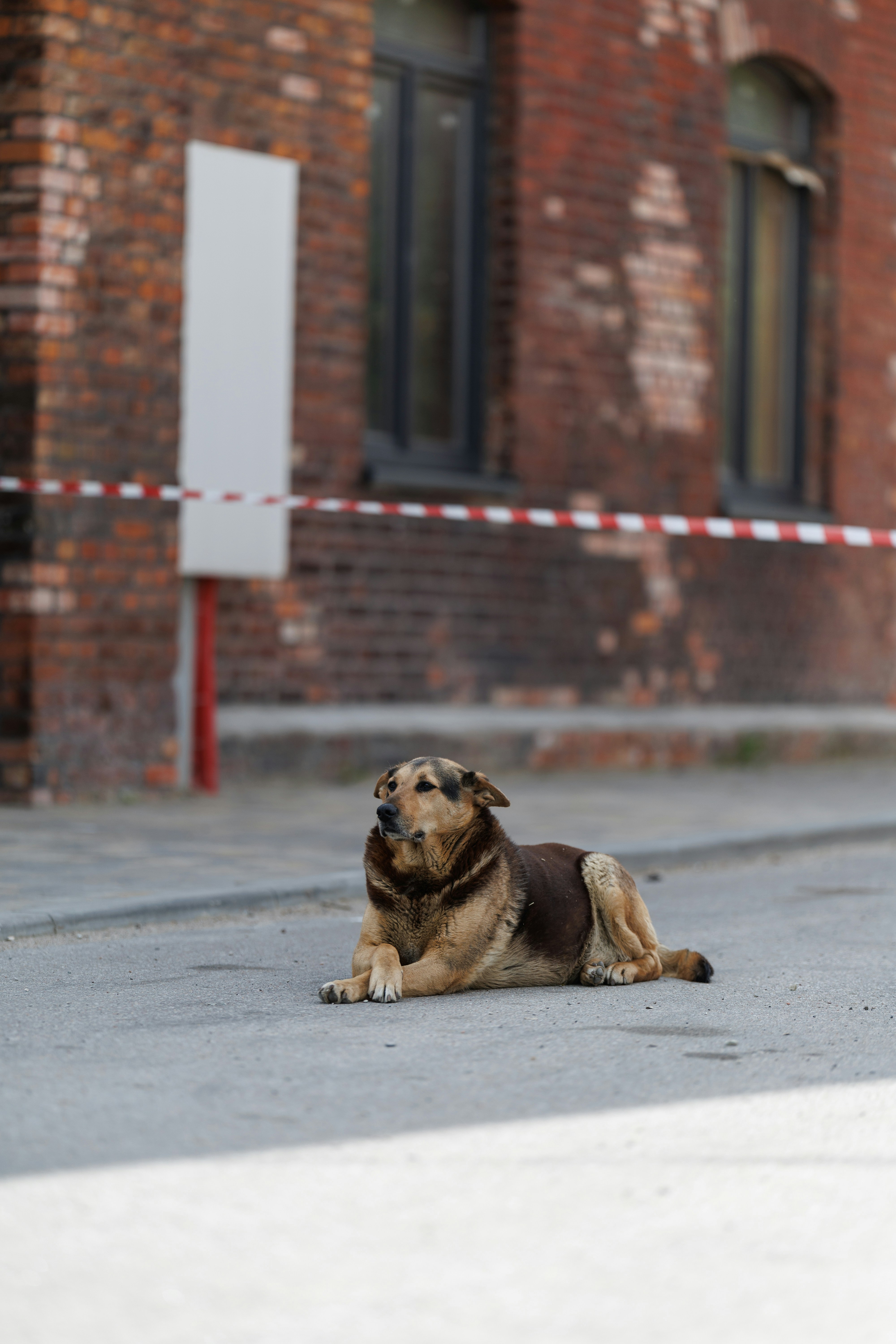 Lone watchdog of the street