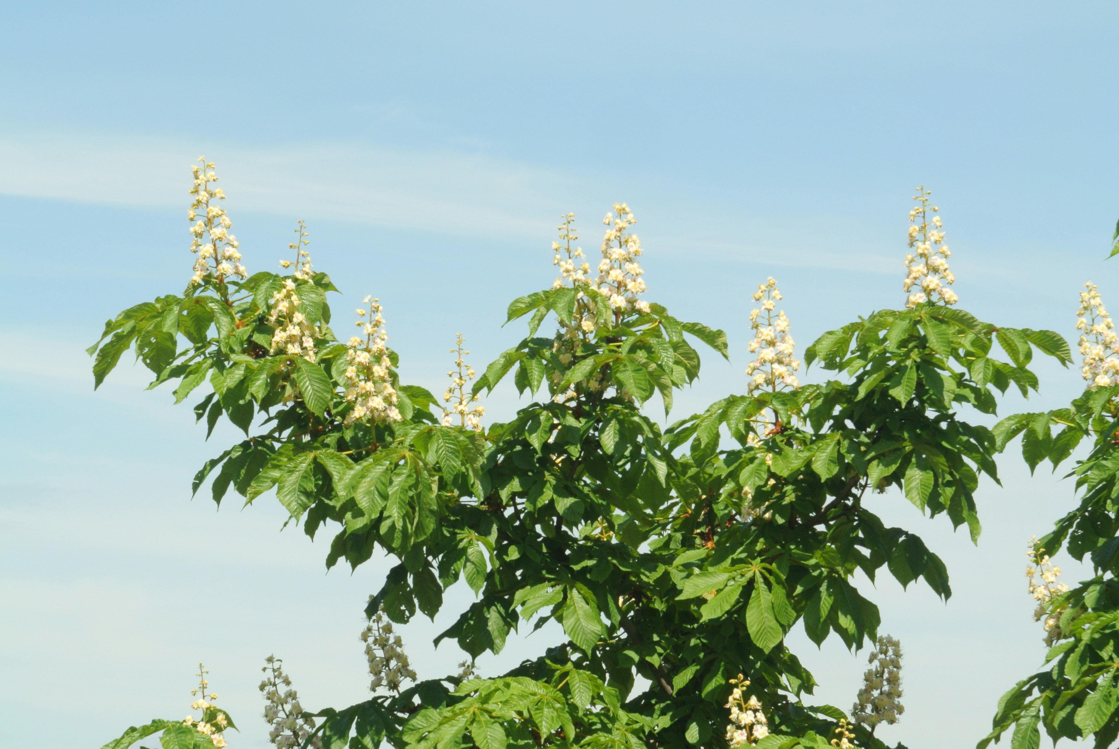 Snow-white flower spikes rise over lush green foliage against a clear blue sky