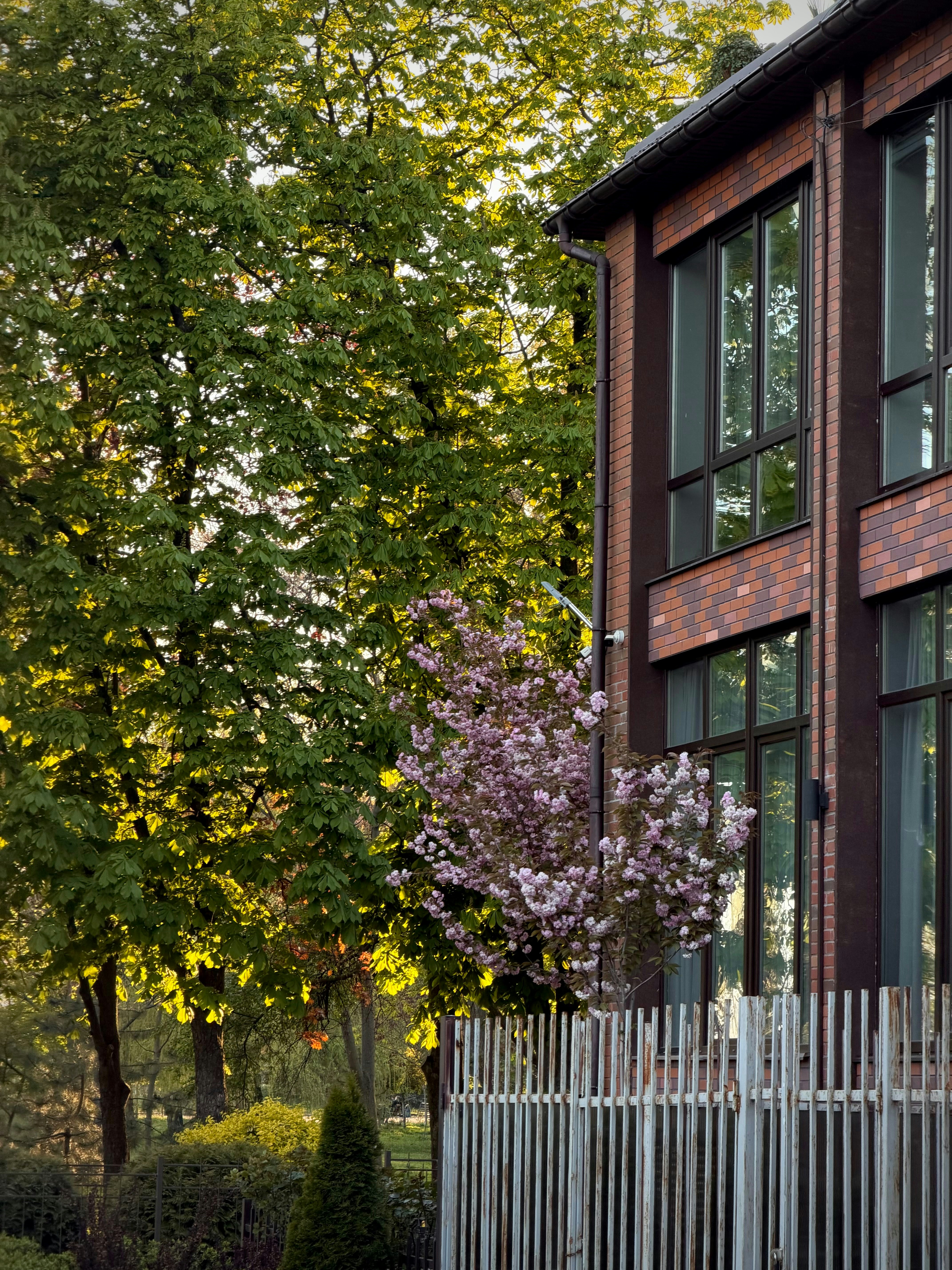 Sunlit campus facade with flowering tree beside brick building