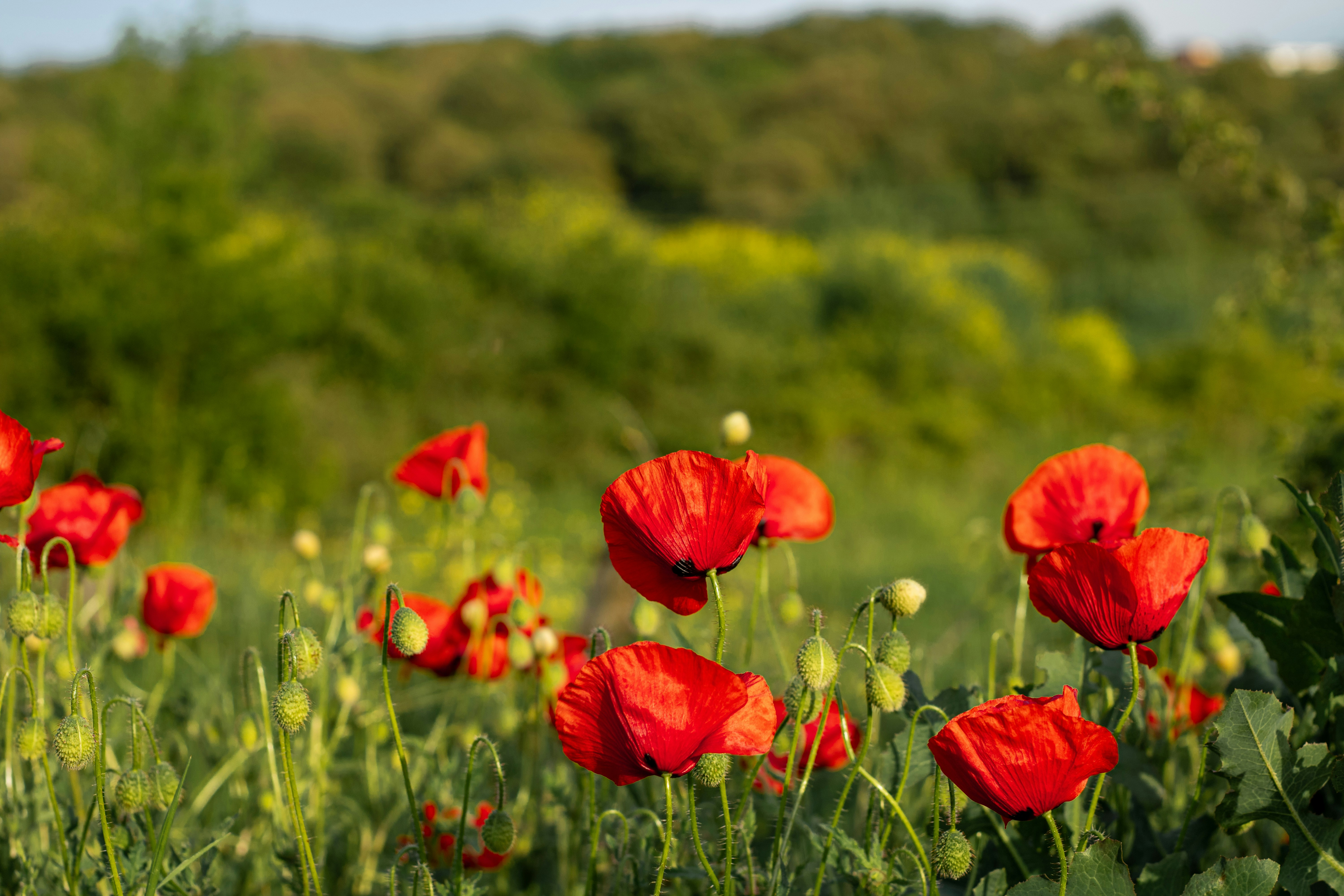 Crimson Poppies in a Sunlit Meadow