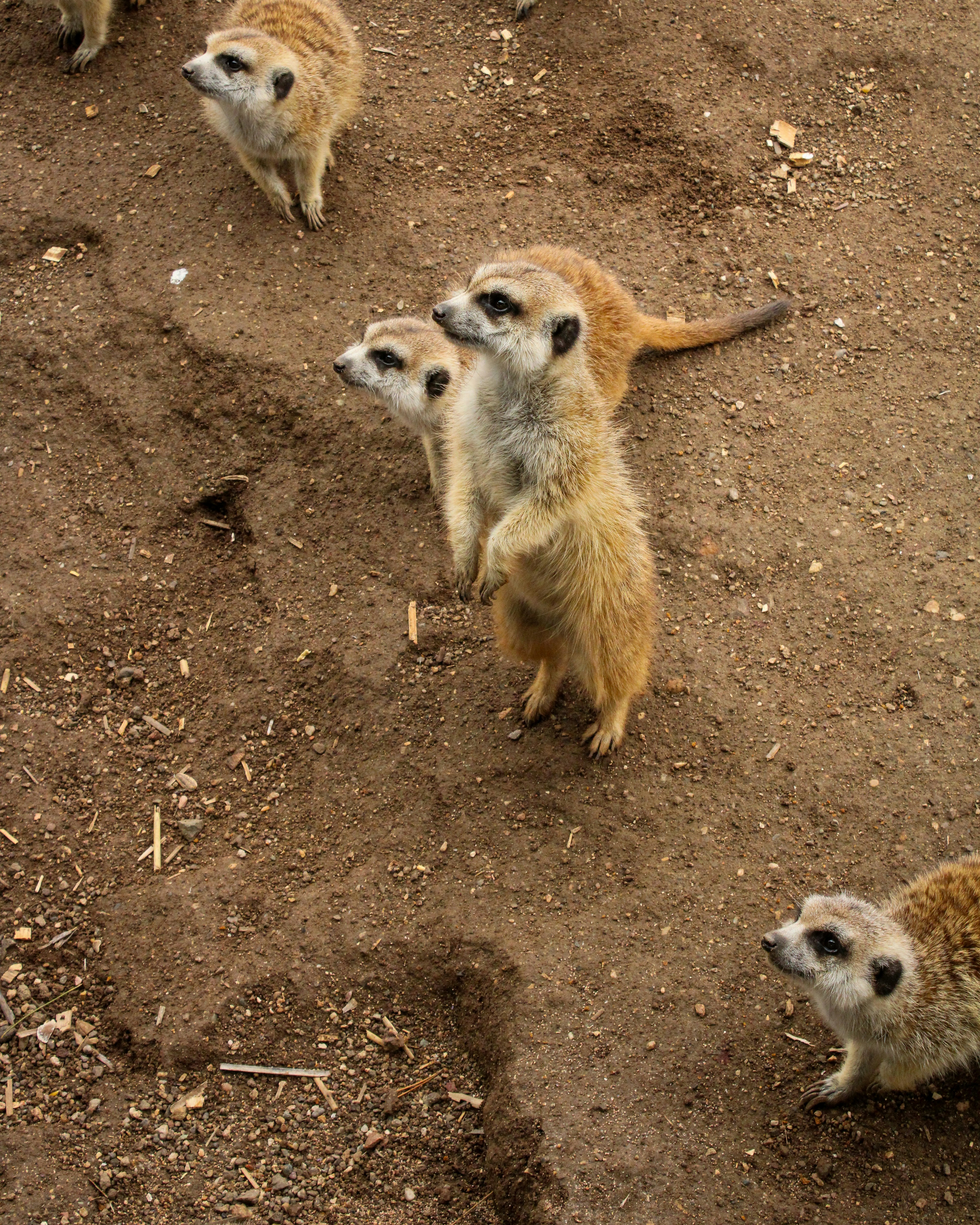 Lookout Squad: A Trio of Meerkats Stand Guard