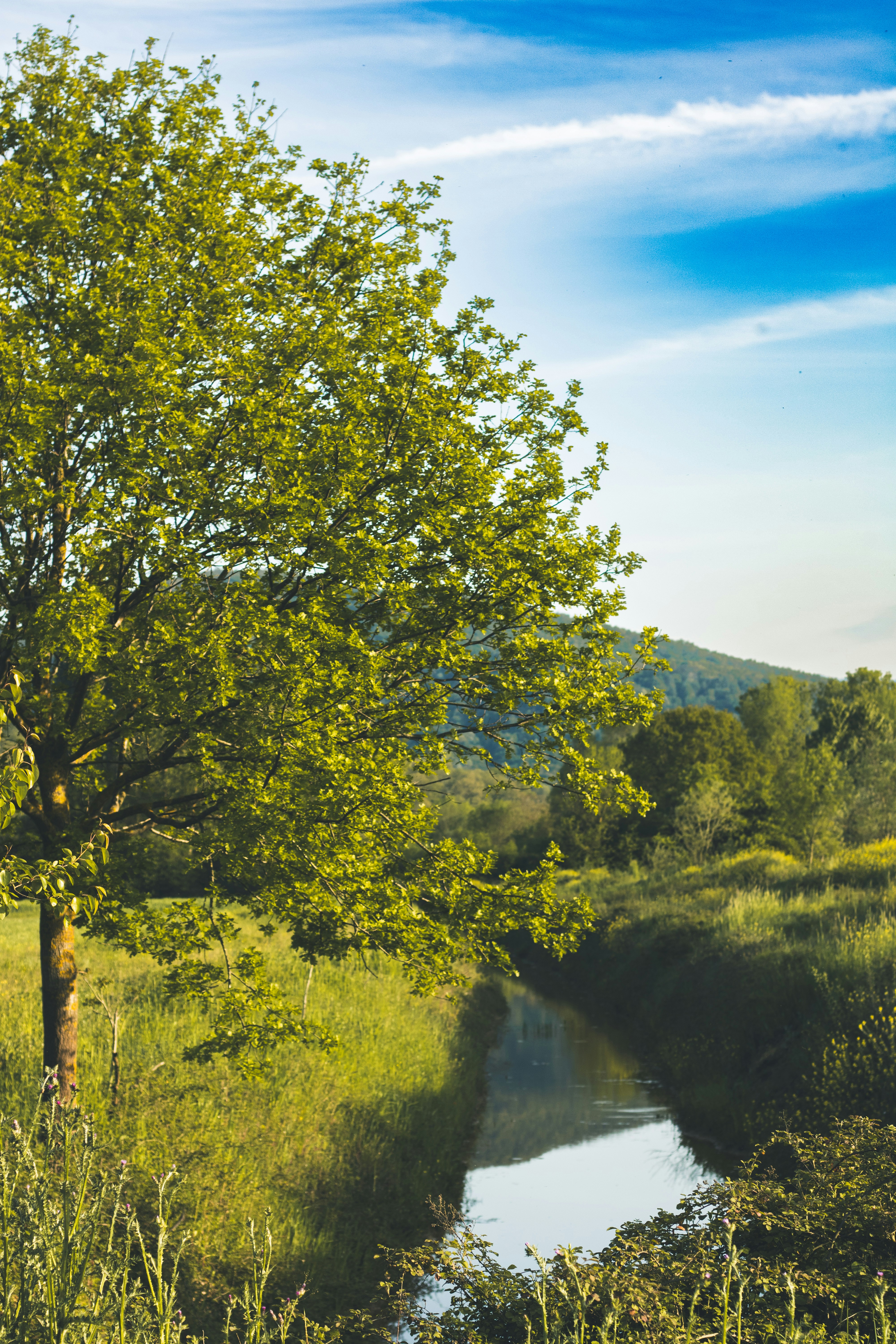 Sunlit Willow by the River Bend