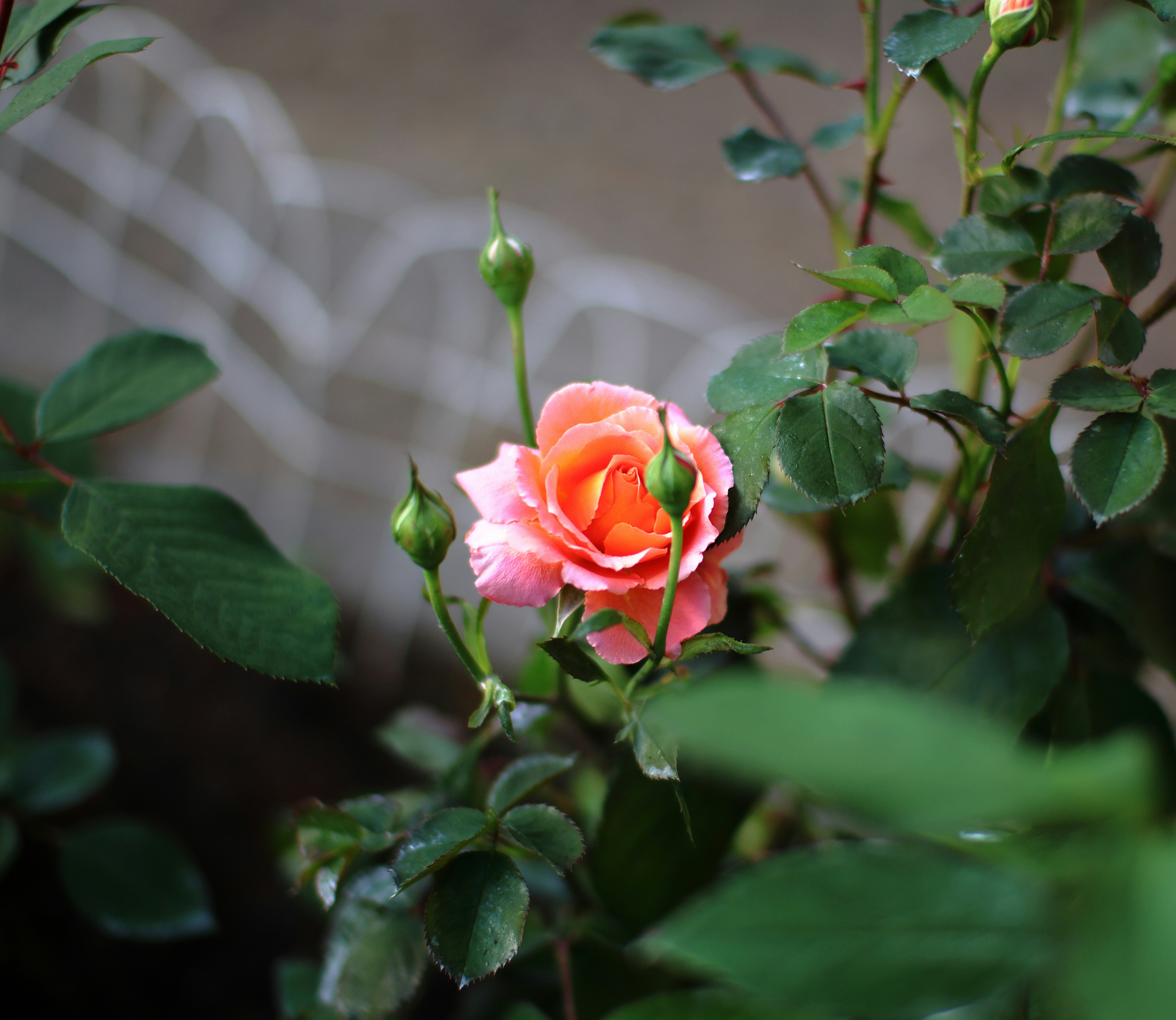 Peony Rose in a Quiet Garden Glow