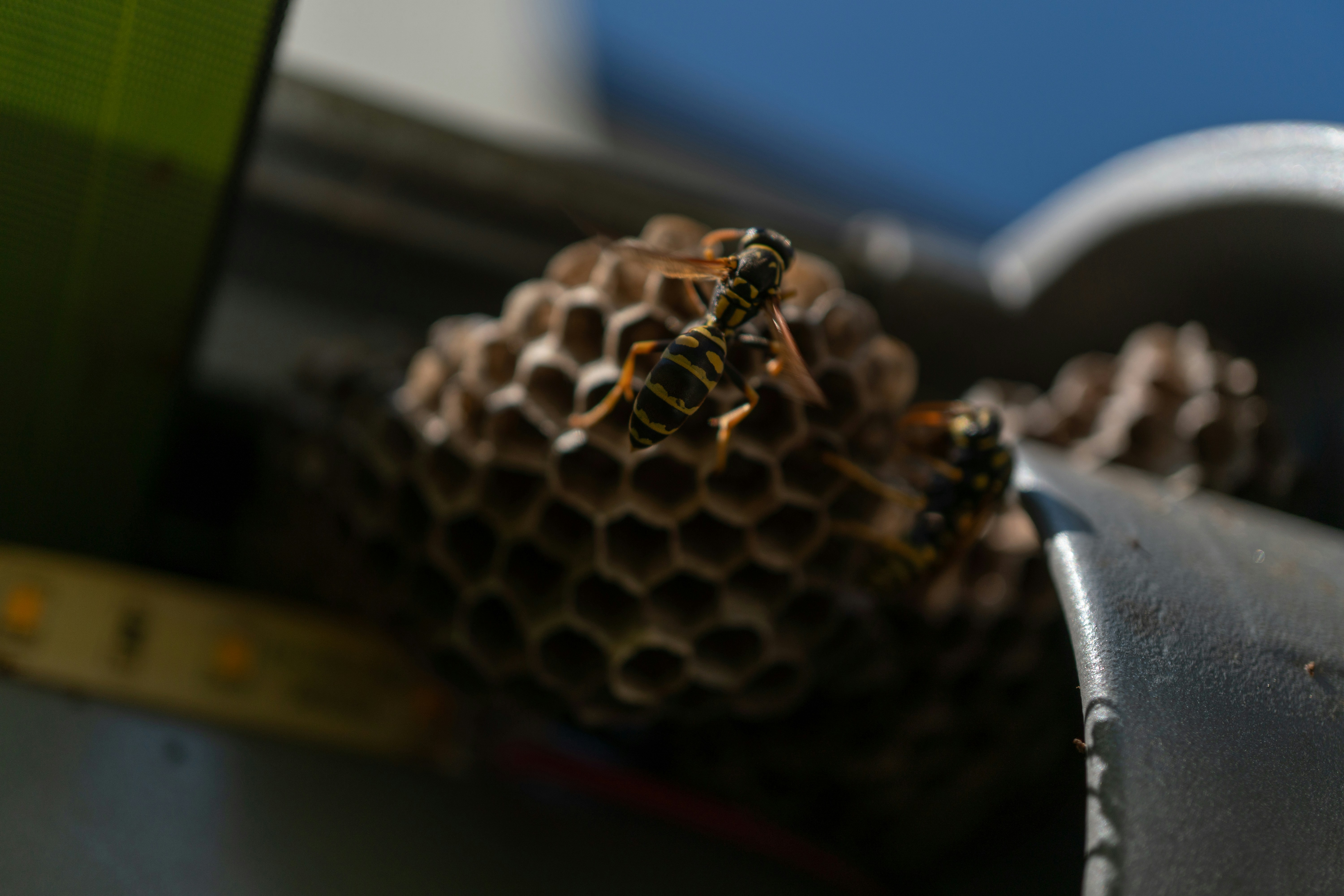 Honeycomb Nook: Hoverfly in a Corrugated Home