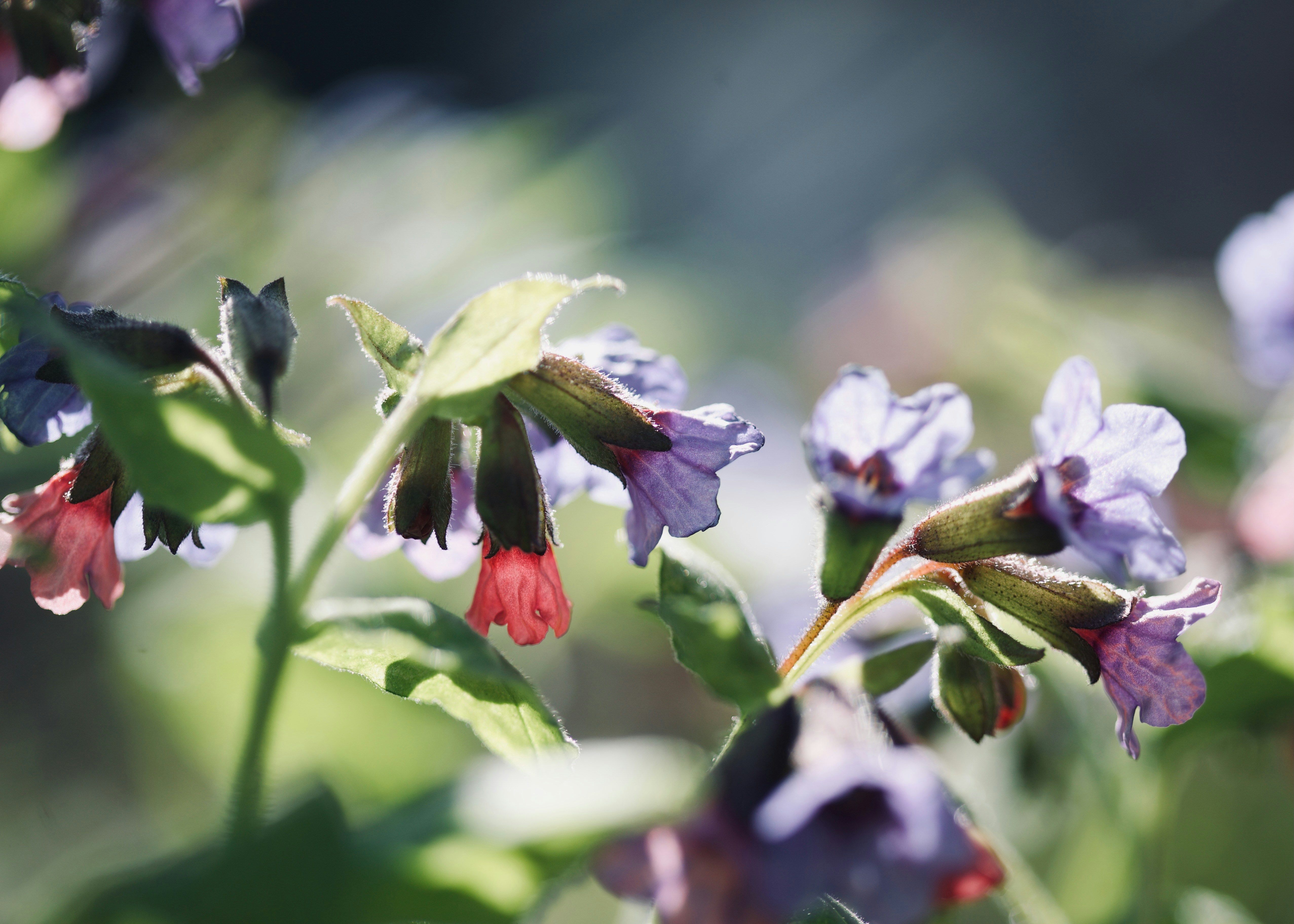 Petals in soft focus: a sunlit bloom portrait