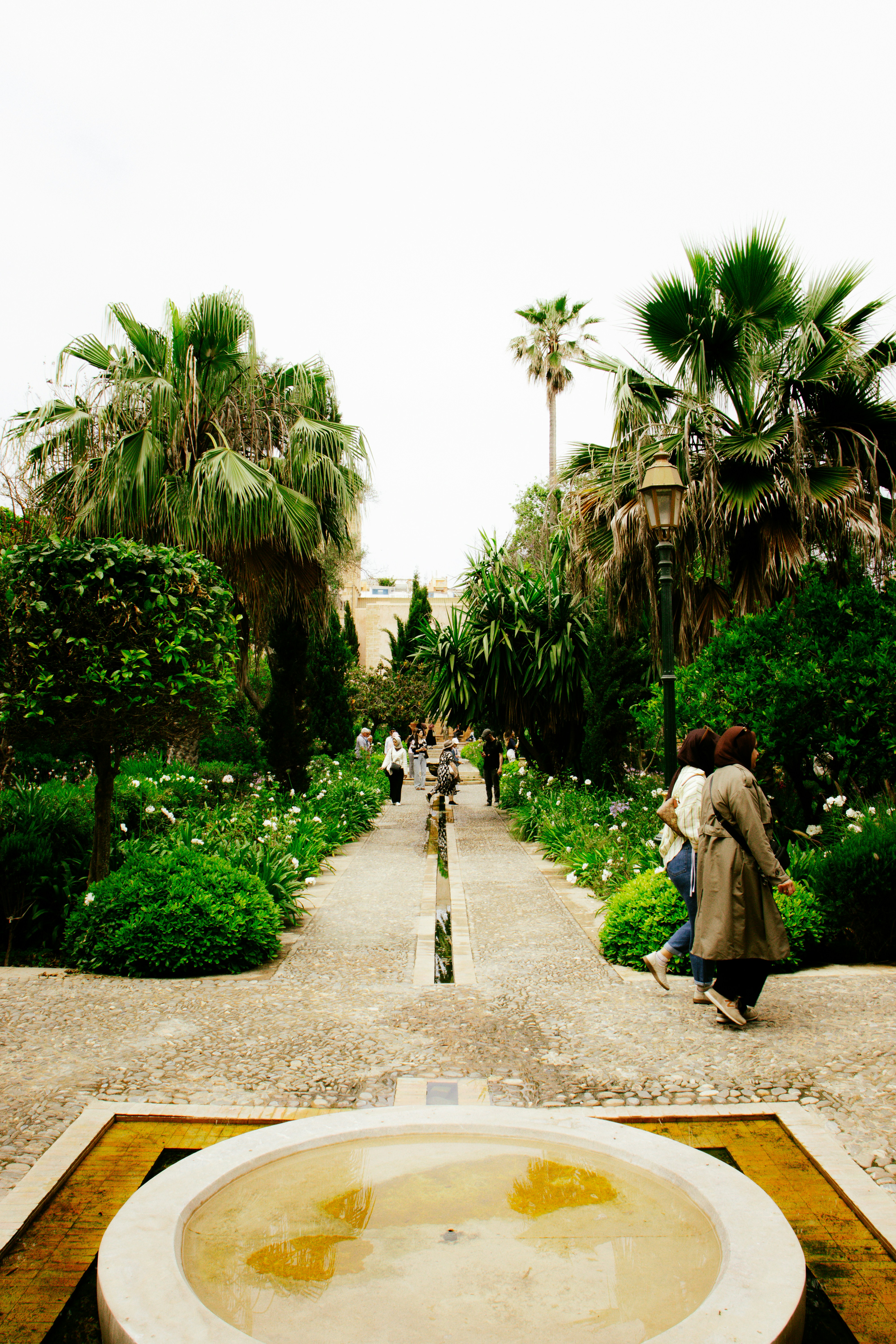 Palm-lined Pathway to a Quiet Courtyard