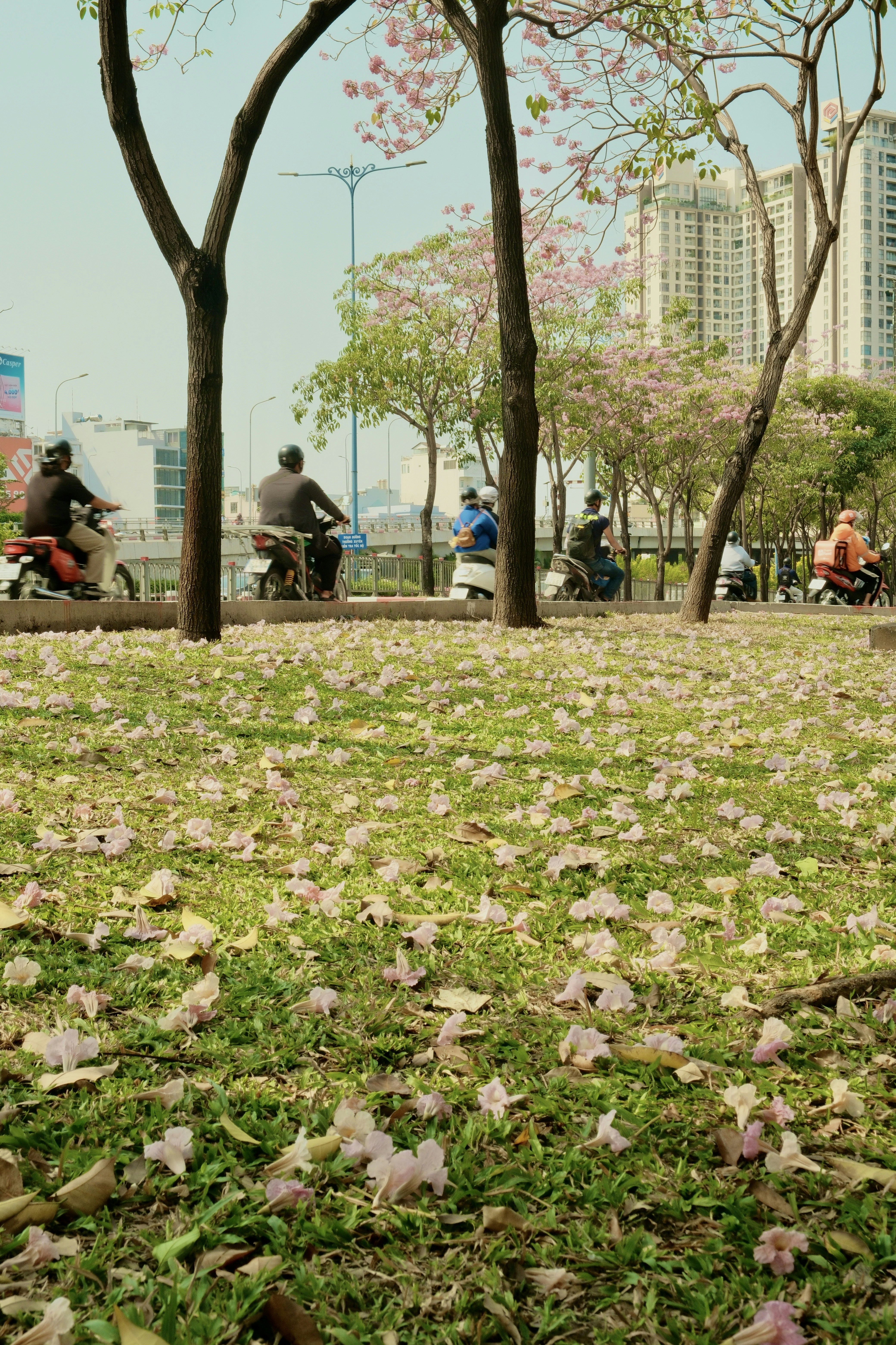 Spring Avenue: Blossoms, Bikes, and City Glow