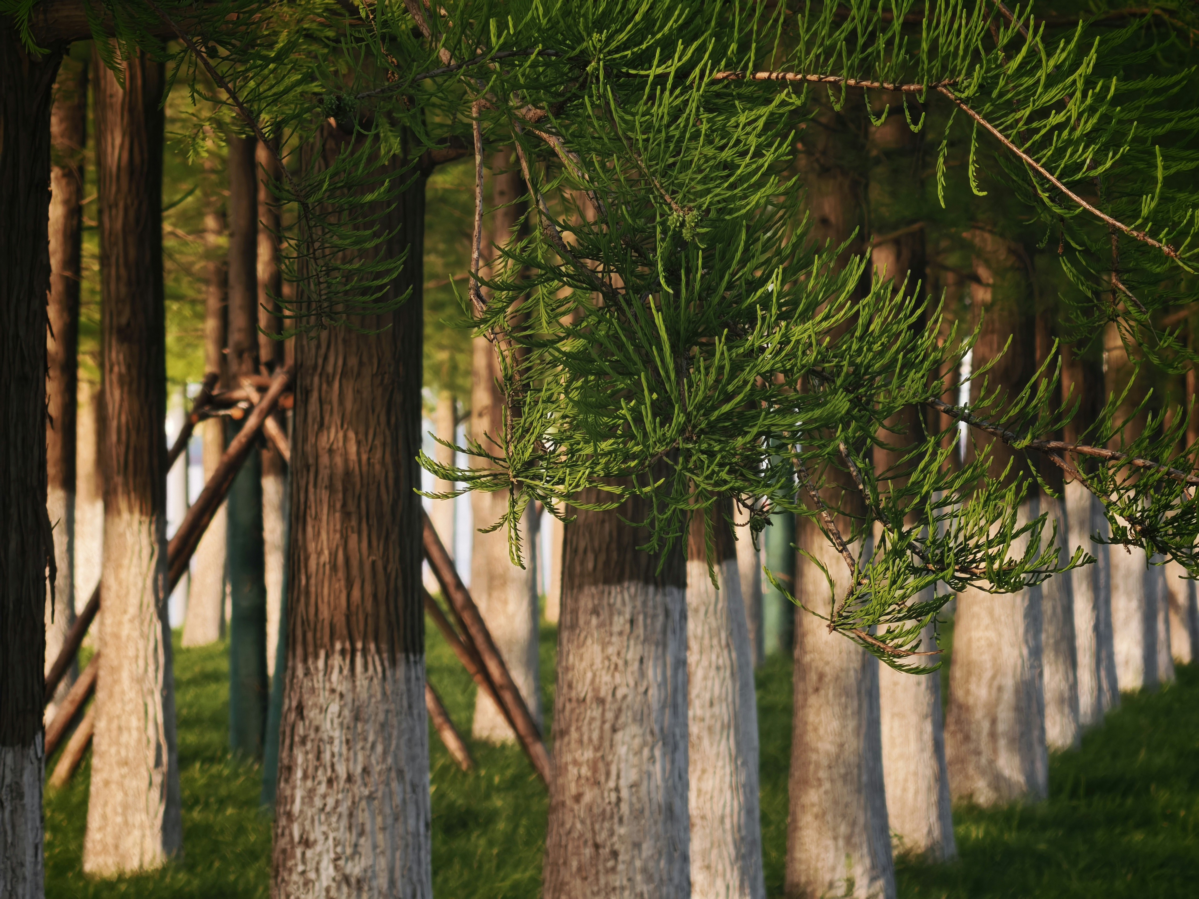 Sunlit Tree Trunks Through a Filtered Forest Corridor