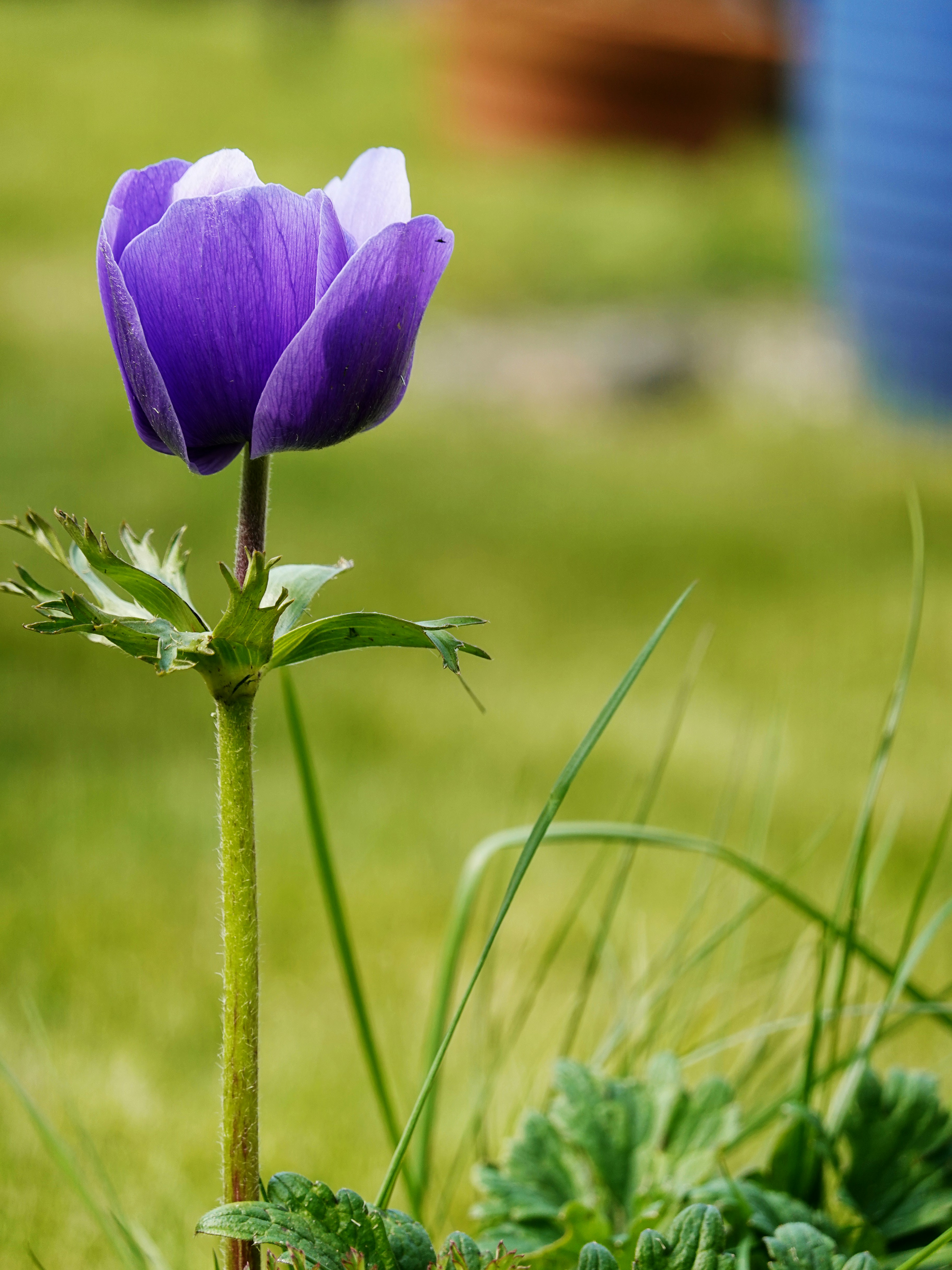 Purple Tulip Reaching Toward a Sunny Blur